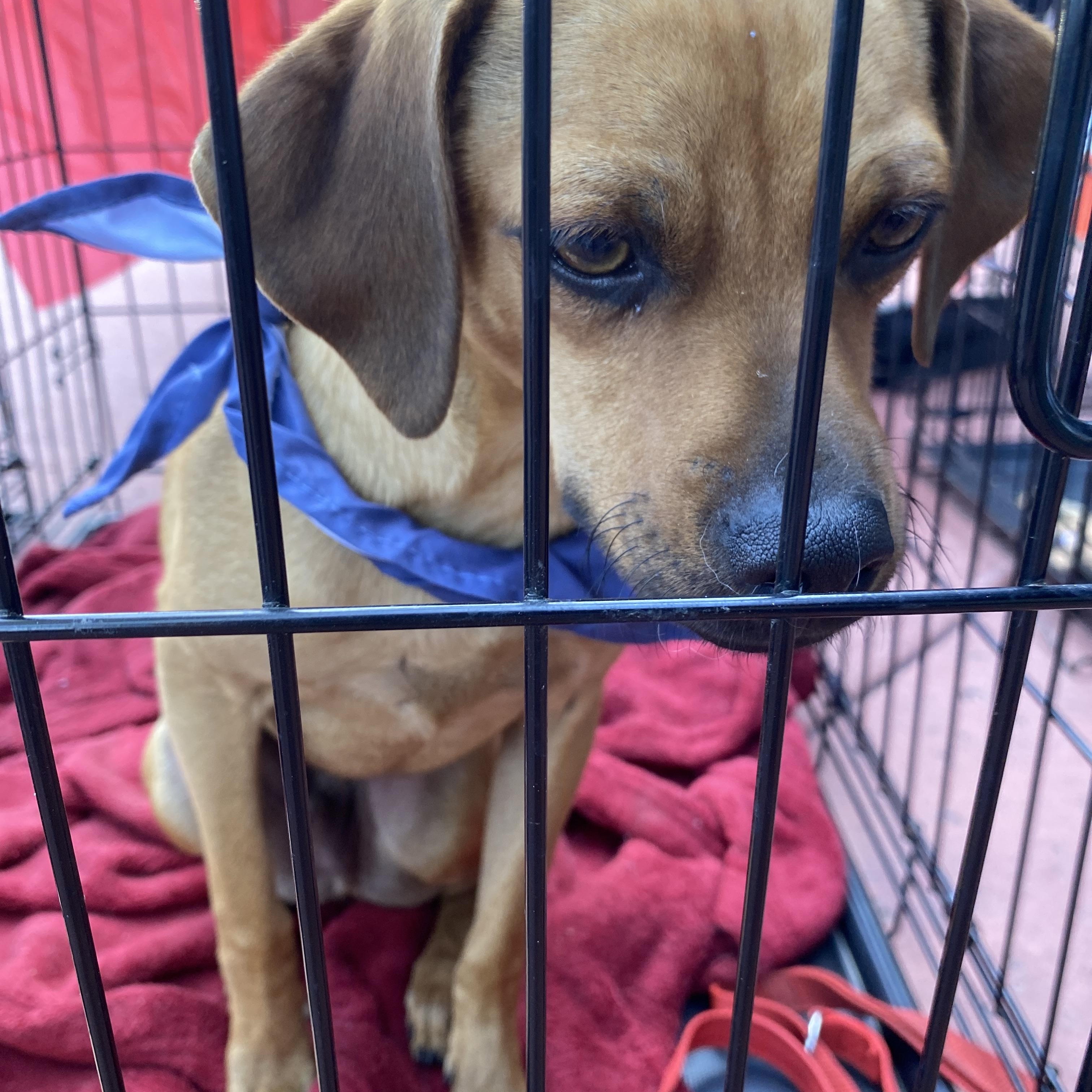 Dog for adoption - Peanut Butter, a Miniature Pinscher & Dachshund Mix ...