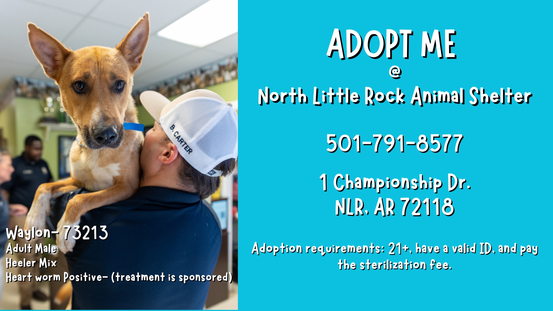 Dog for adoption - Waylon- 73213, an Australian Cattle Dog / Blue Heeler in North Little Rock ...