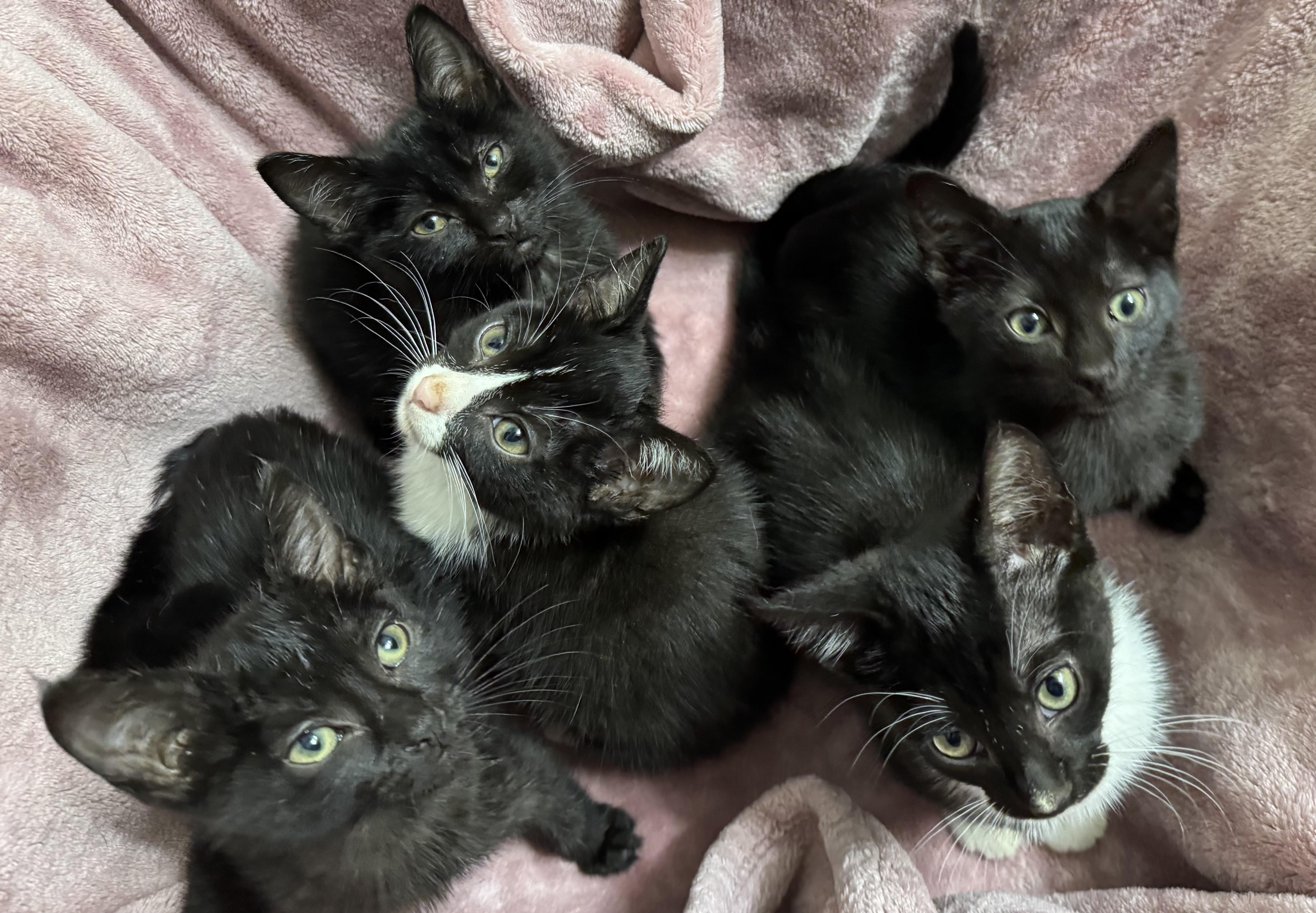 Cat for adoption - Poppy, a Domestic Medium Hair Mix in Toledo, OH ...