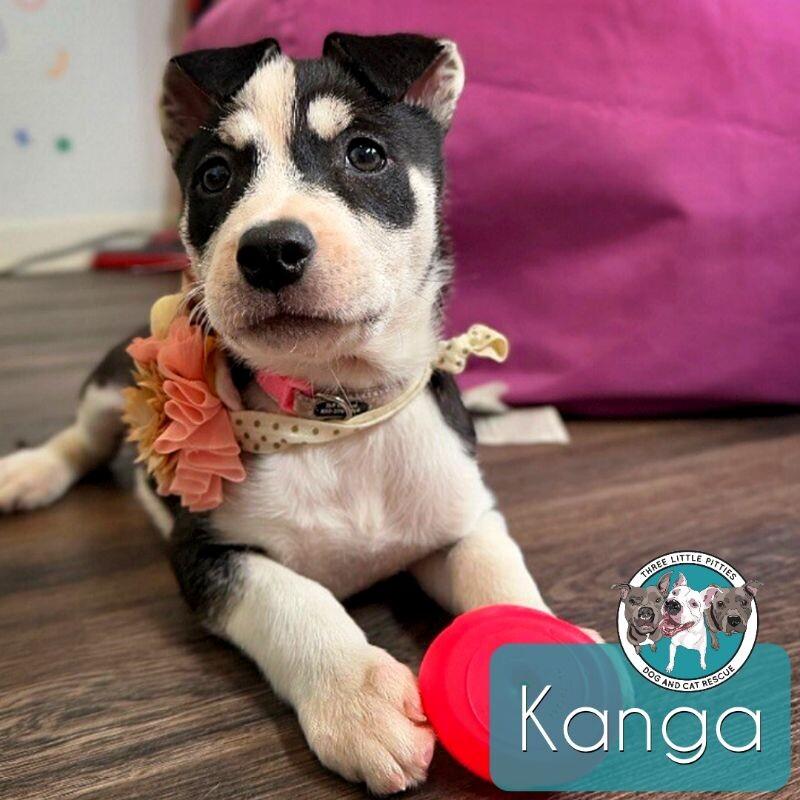 Dog for adoption - Kanga LaPorte, a Pit Bull Terrier & Labrador ...