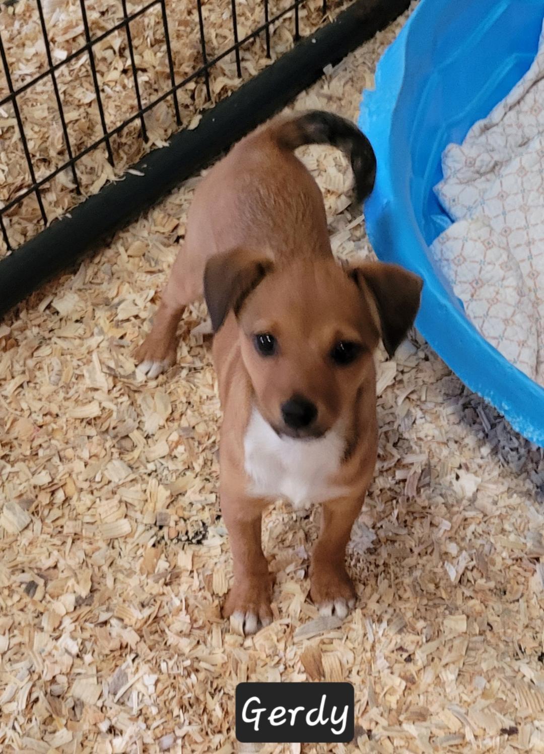 Dog for adoption - Gerdy, a Terrier Mix in Granbury, TX | Petfinder