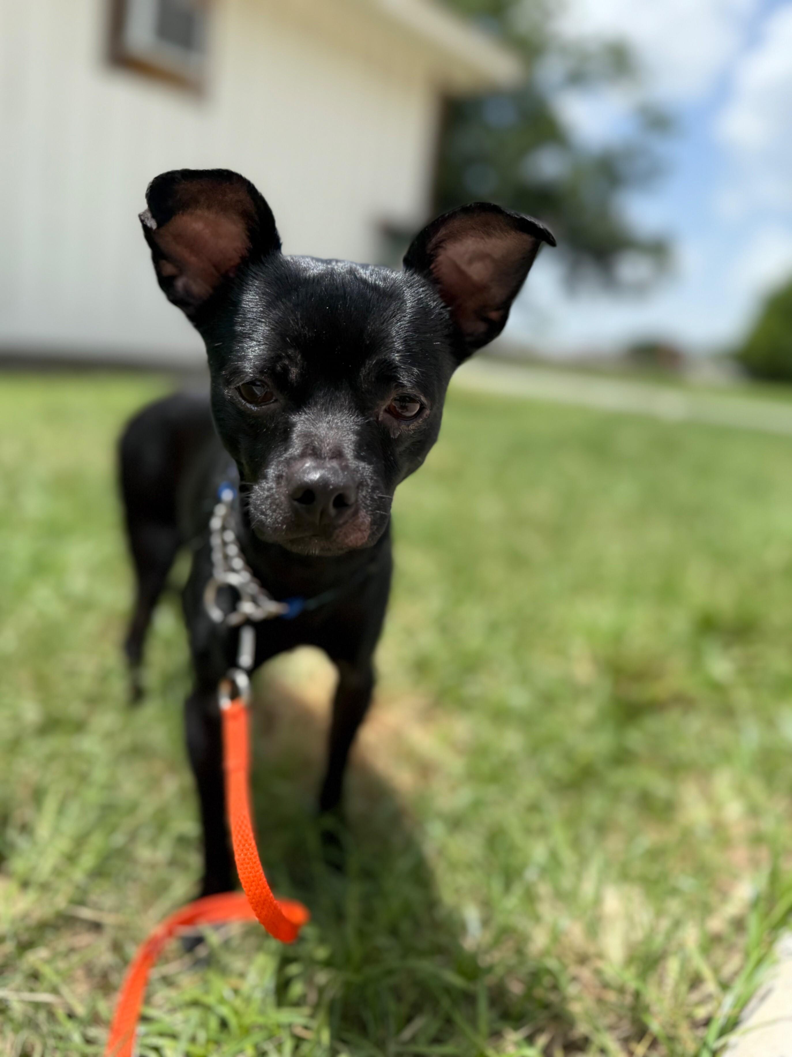 Dog for adoption - Myro, a Chihuahua & Pug Mix in Narragansett, RI ...
