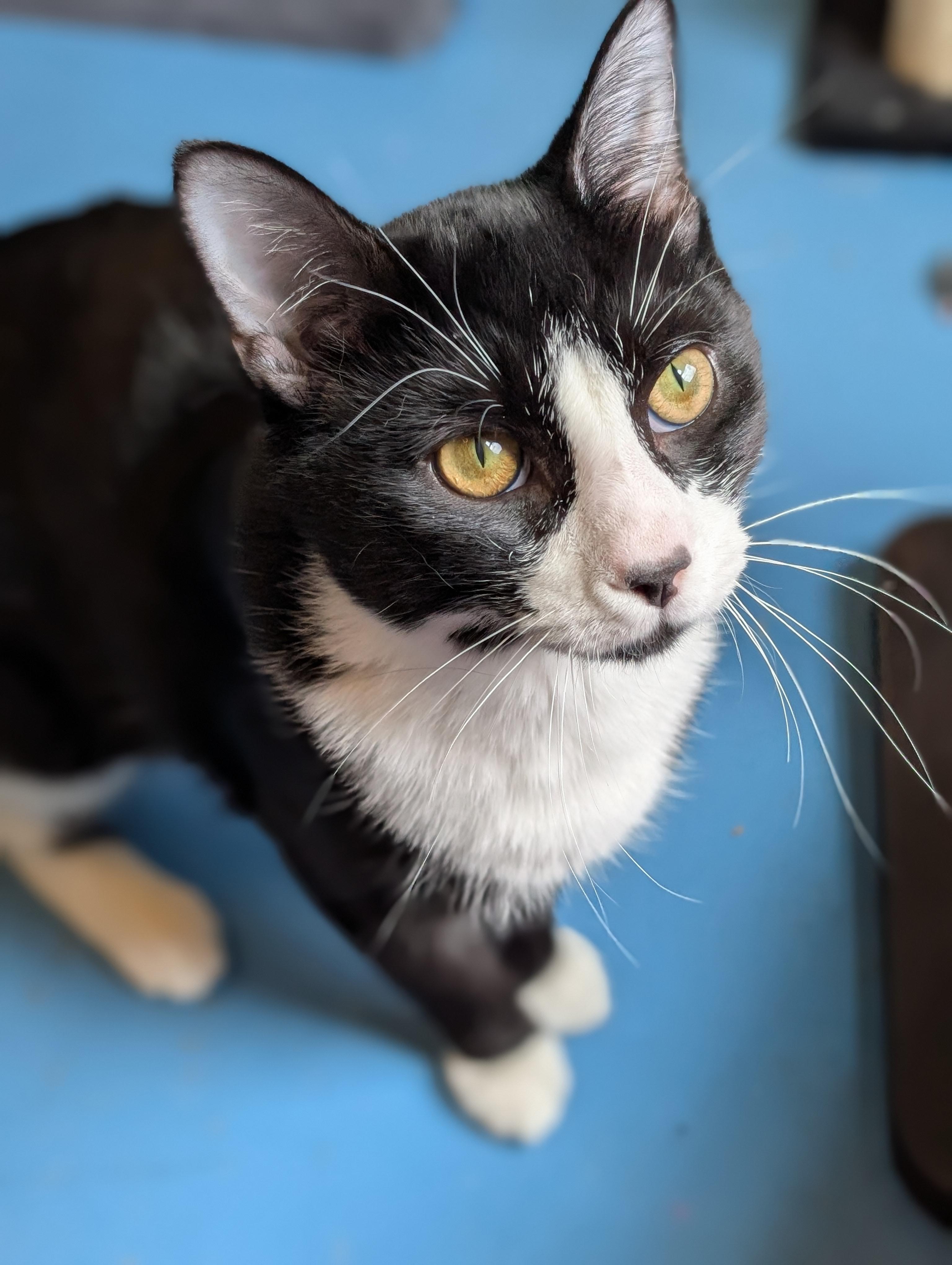 Home - Hope 4 Paws Humane Society