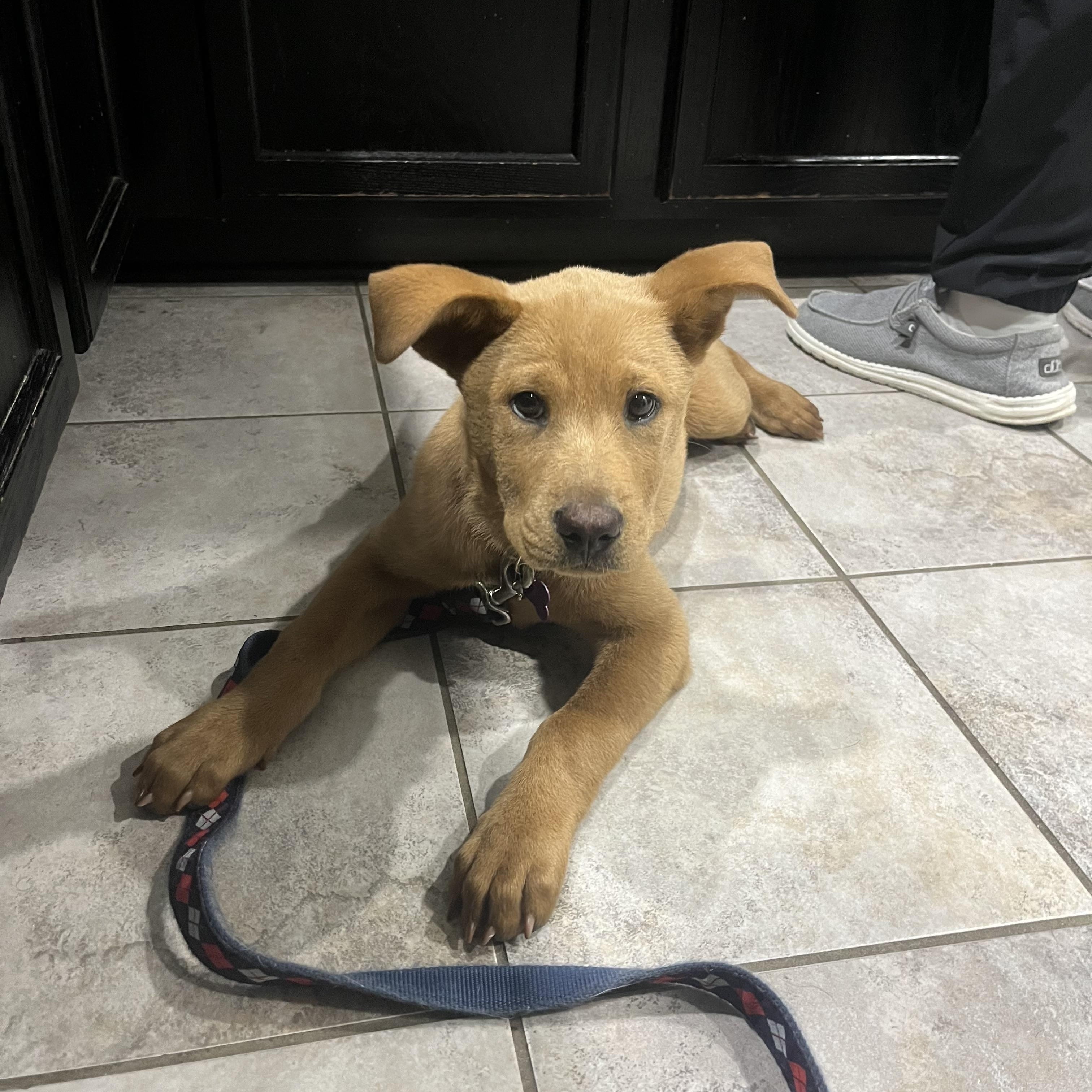Dog for adoption - Roasted chestnuts, a Yellow Labrador Retriever in Evergreen, CO | Petfinder
