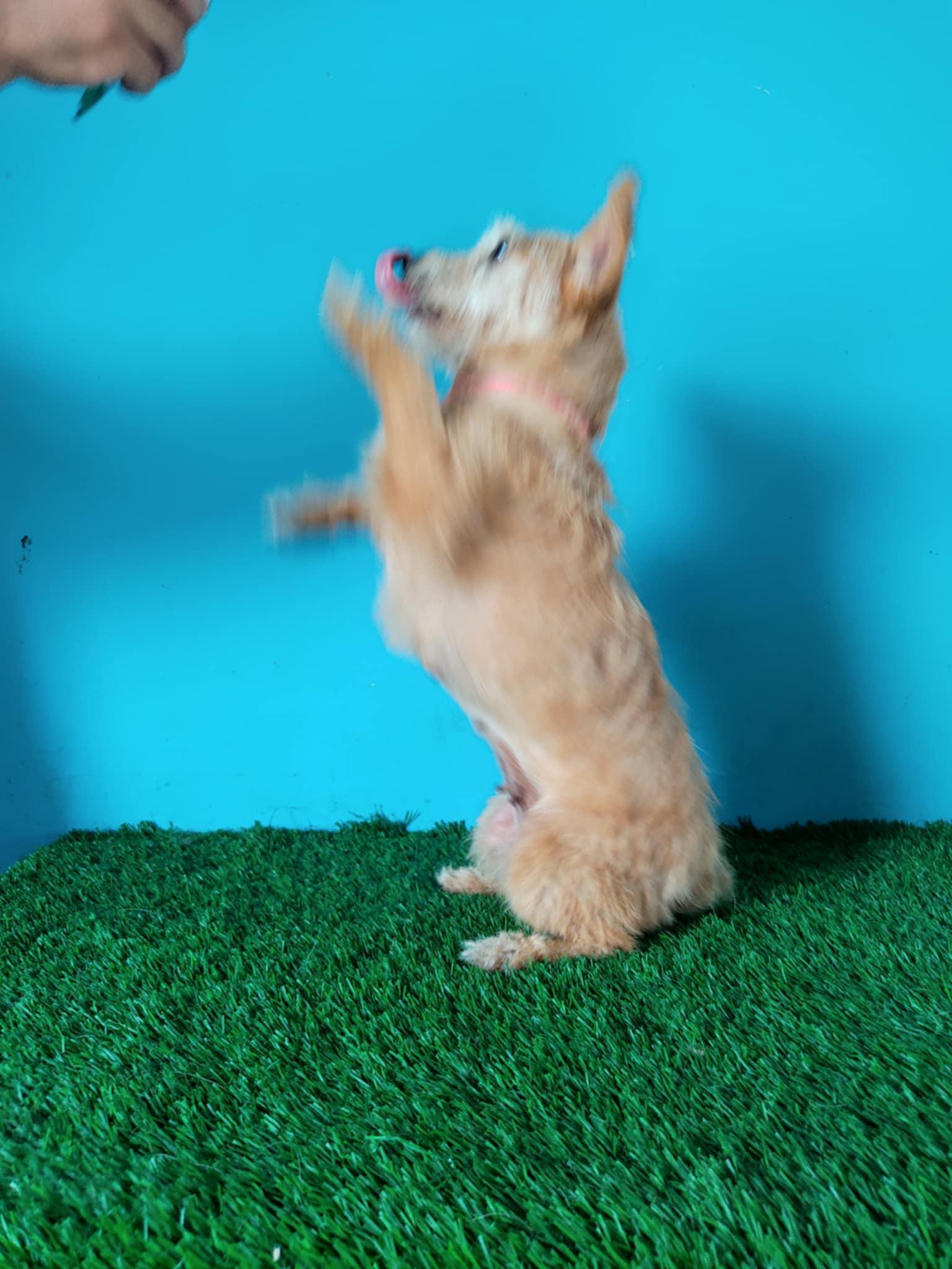 Dog for adoption - Toffe, a Corgi & Terrier Mix in Tijuana, BCN | Petfinder