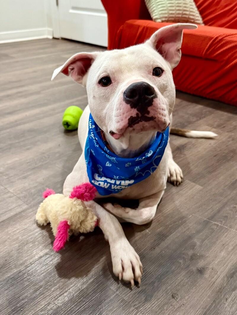 Dog for adoption - Chipper so sweet and gentle is a very good doggo!, a ...