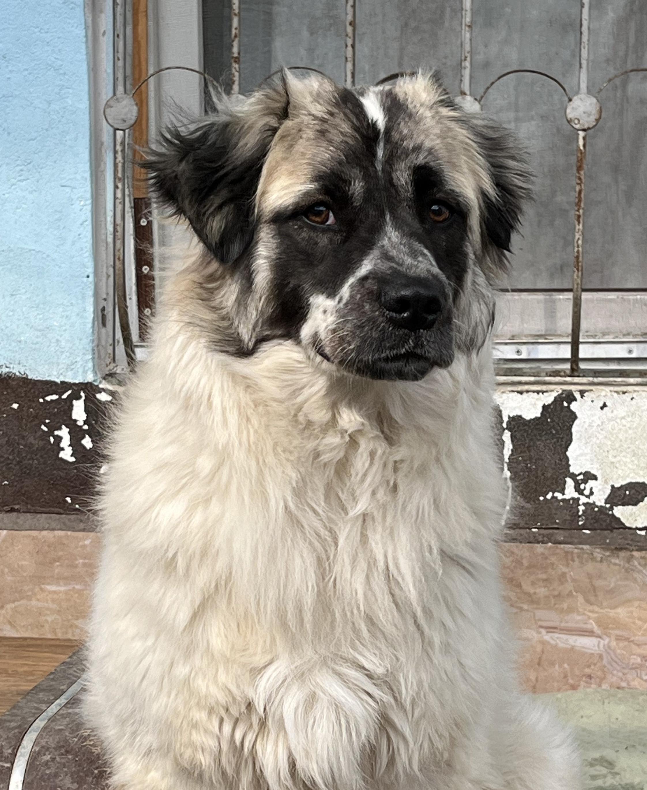 Dog for adoption - Amina, a Canaan Dog in New Haven, CT | Petfinder