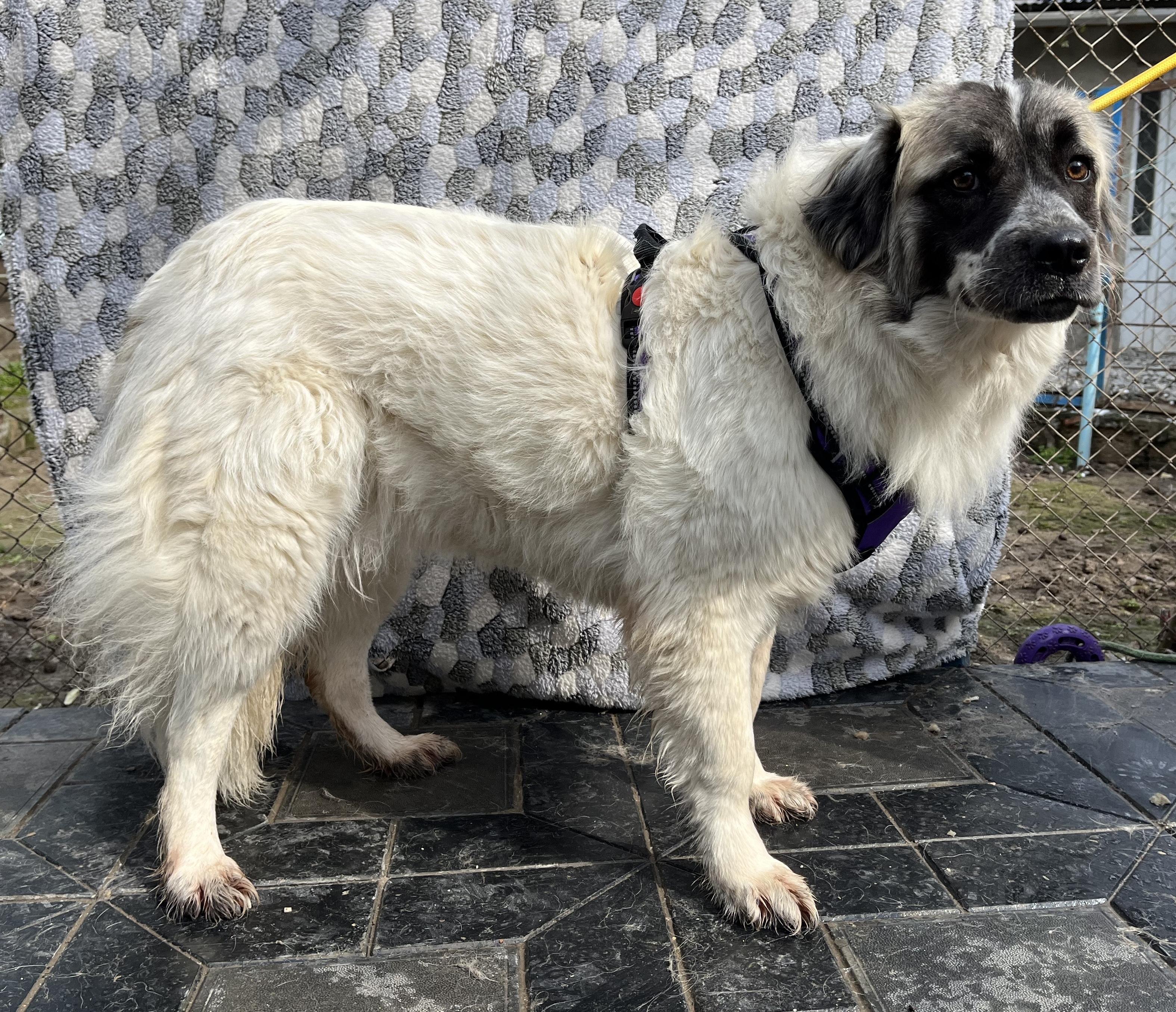 Dog for adoption - Amina, a Canaan Dog in New Haven, CT | Petfinder