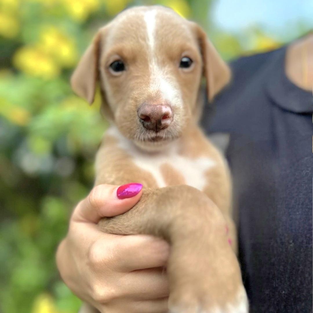 Dog for adoption - HUMACAO "Will you love me?", a Portuguese Podengo ...