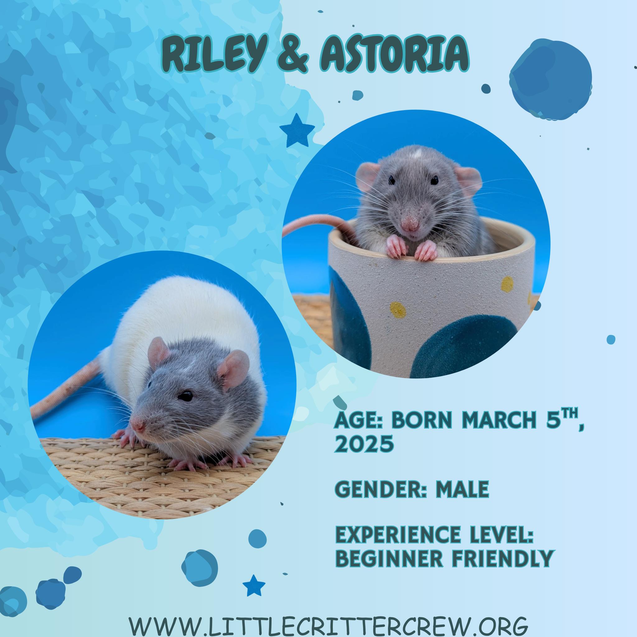Rat for adoption - Riley & Astoria, a Rat in Eugene, OR | Petfinder