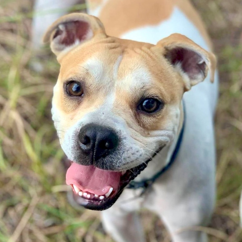 Dog for adoption - Elmer, an American Bulldog & Boxer Mix in San ...