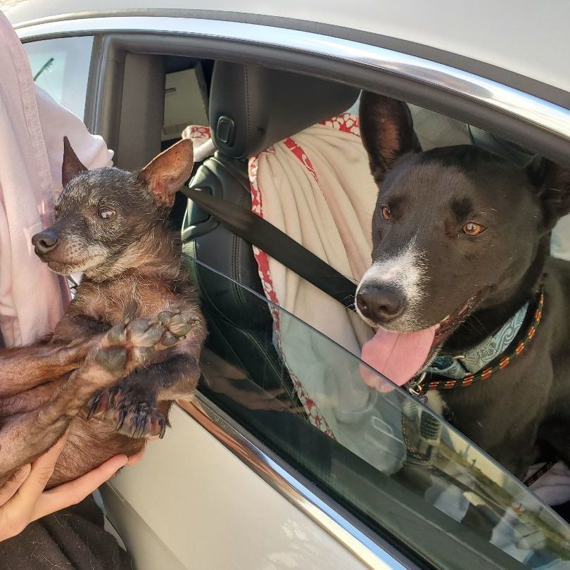 Dog for adoption - Knight Ryder, out of the shelter!, a Black Labrador ...