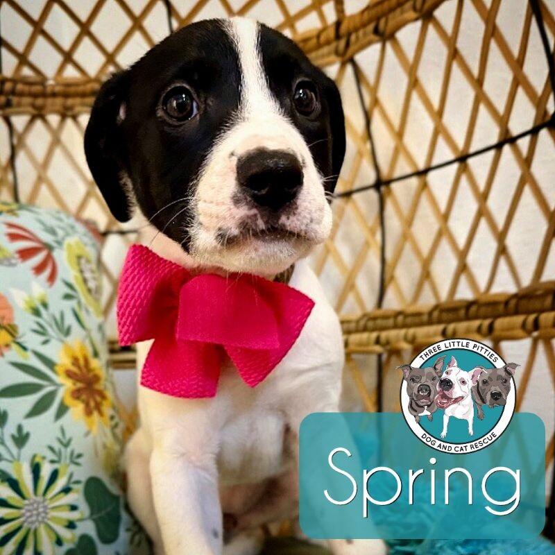 Dog for adoption - Spring White, a German Shorthaired Pointer & Pit ...