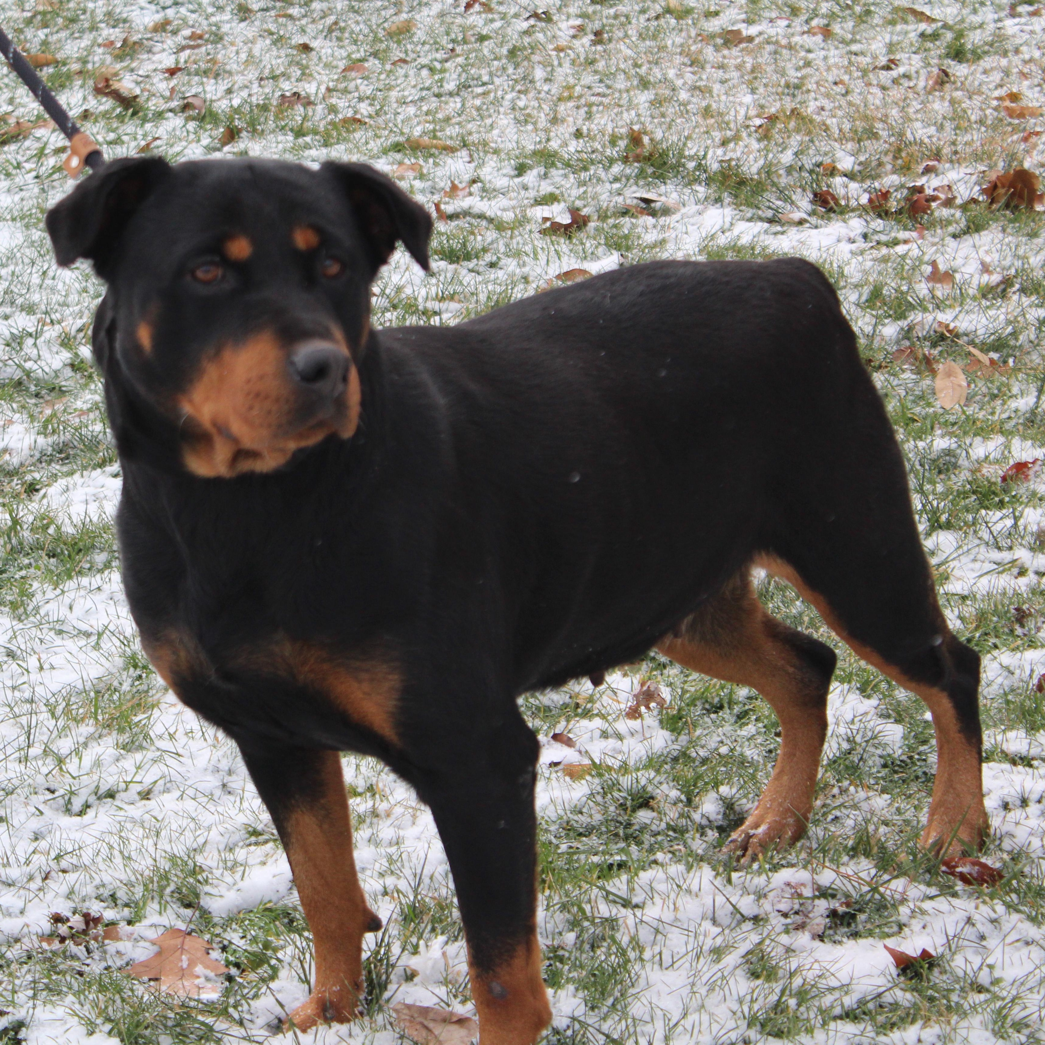 Leah (10107) - Adoptable Pet | Petfinder | Petfinder