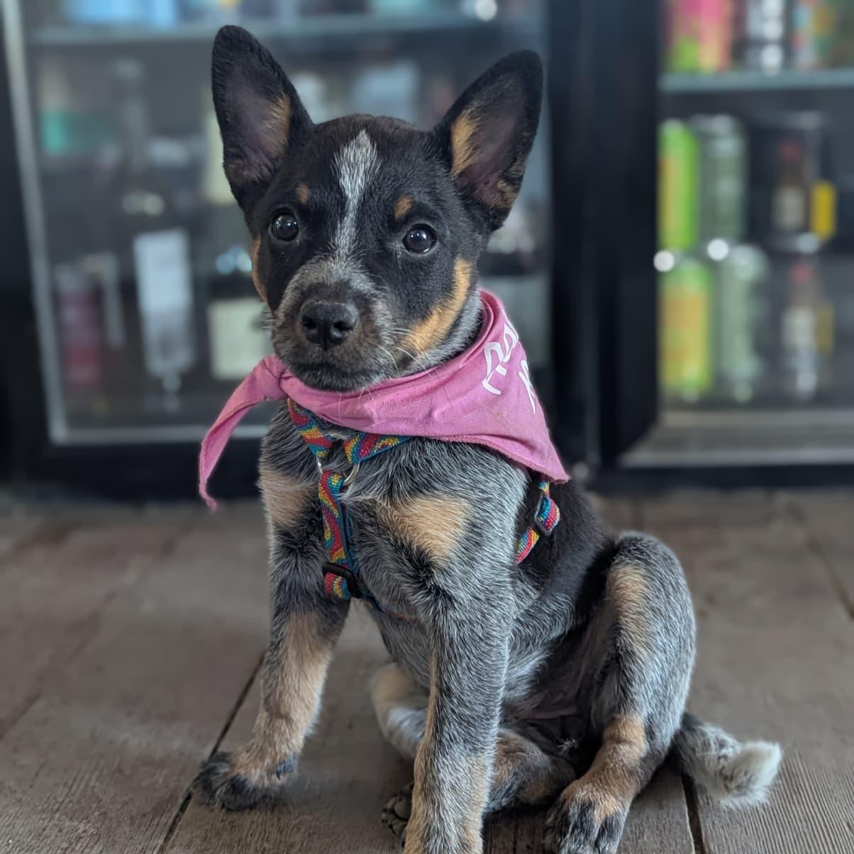 Dog for adoption - Rhea - Adoption Pending, an Australian Cattle Dog ...
