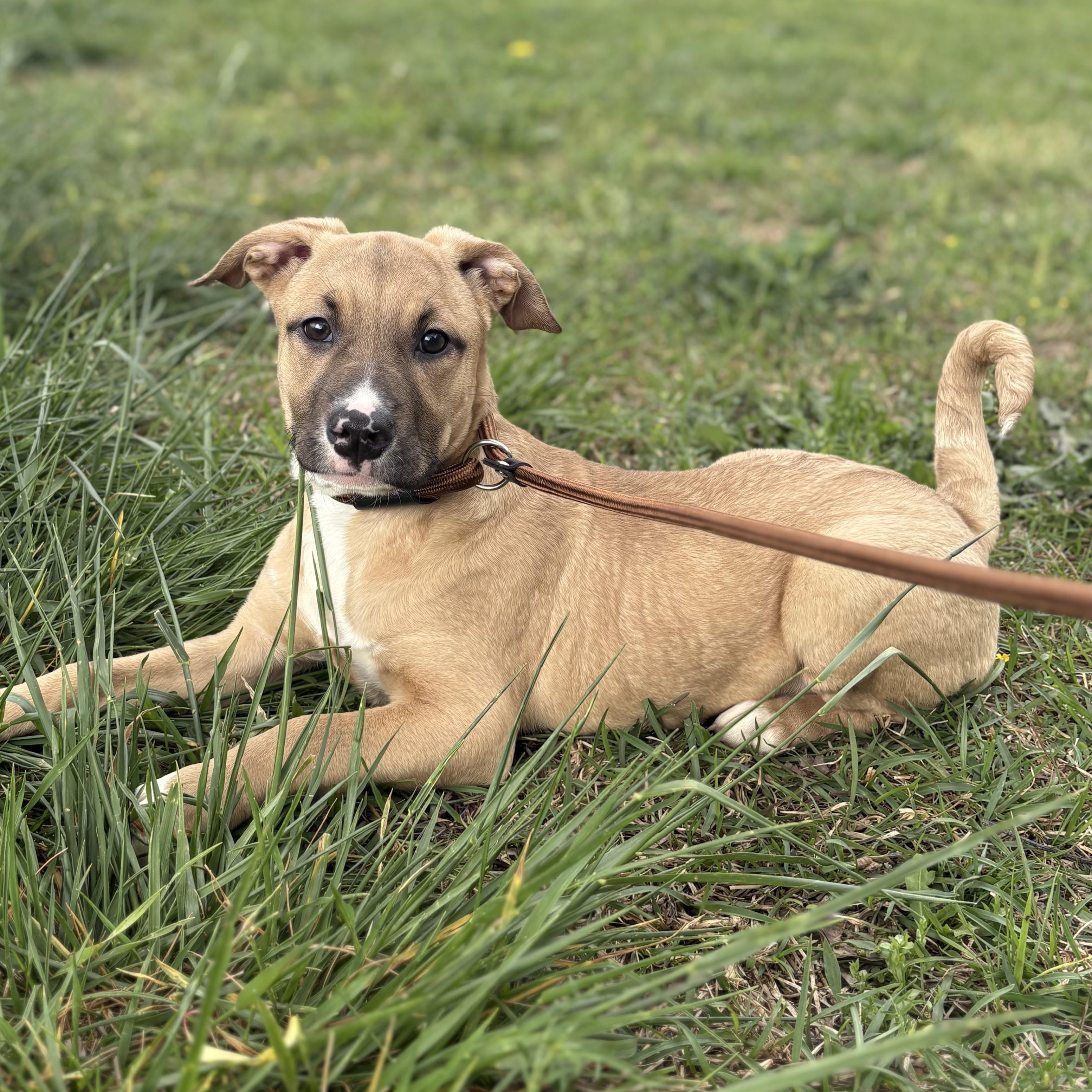 Dog for adoption - Drift, a Carolina Dog Mix in Buffalo, NY | Petfinder