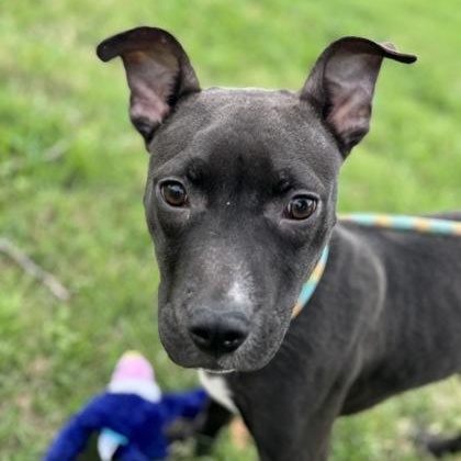 Dog for adoption - Zendaya (149049), a Pit Bull Terrier in Baton Rouge ...