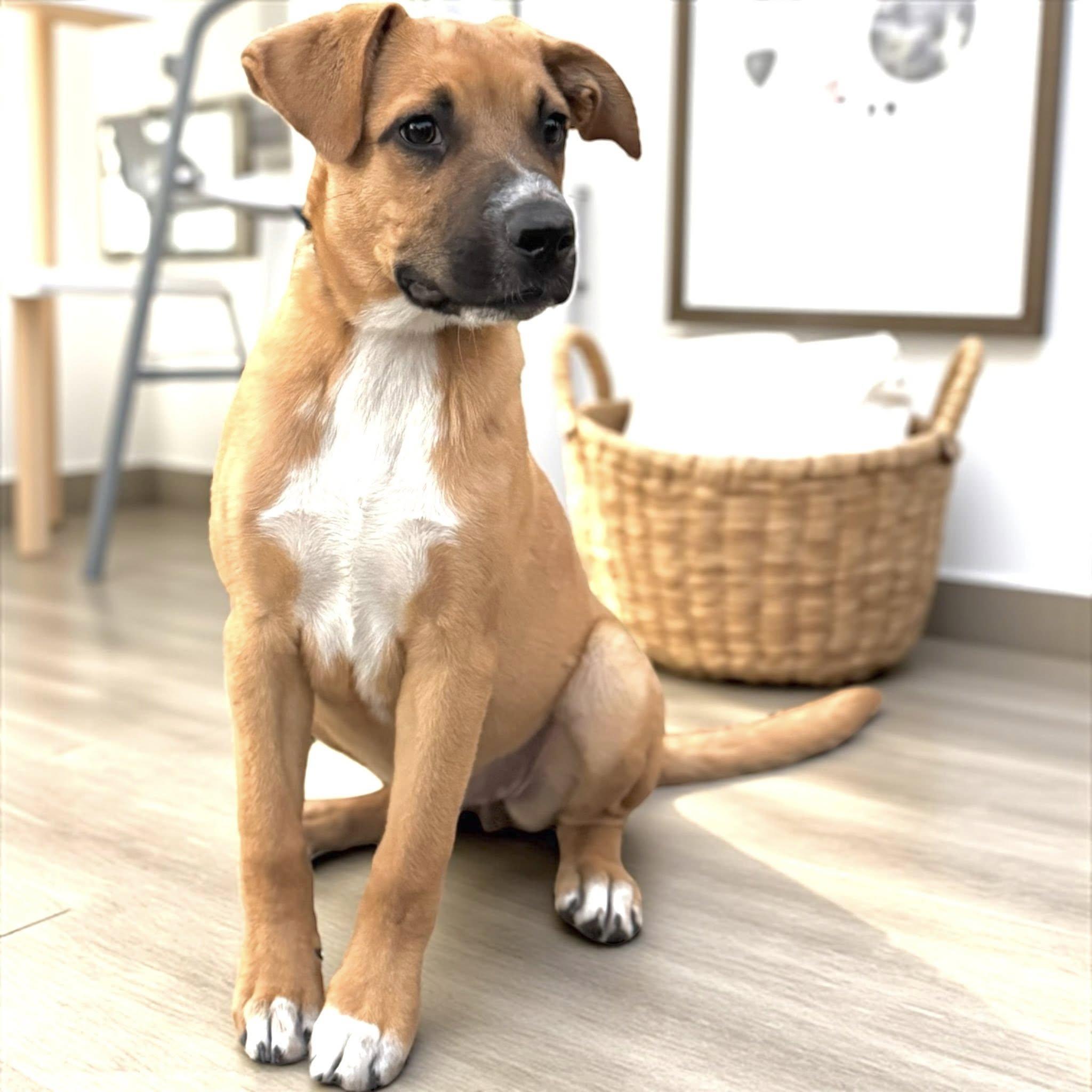 Dog for adoption - Maya, a Boxer & Shepherd Mix in Fort Lupton, CO ...