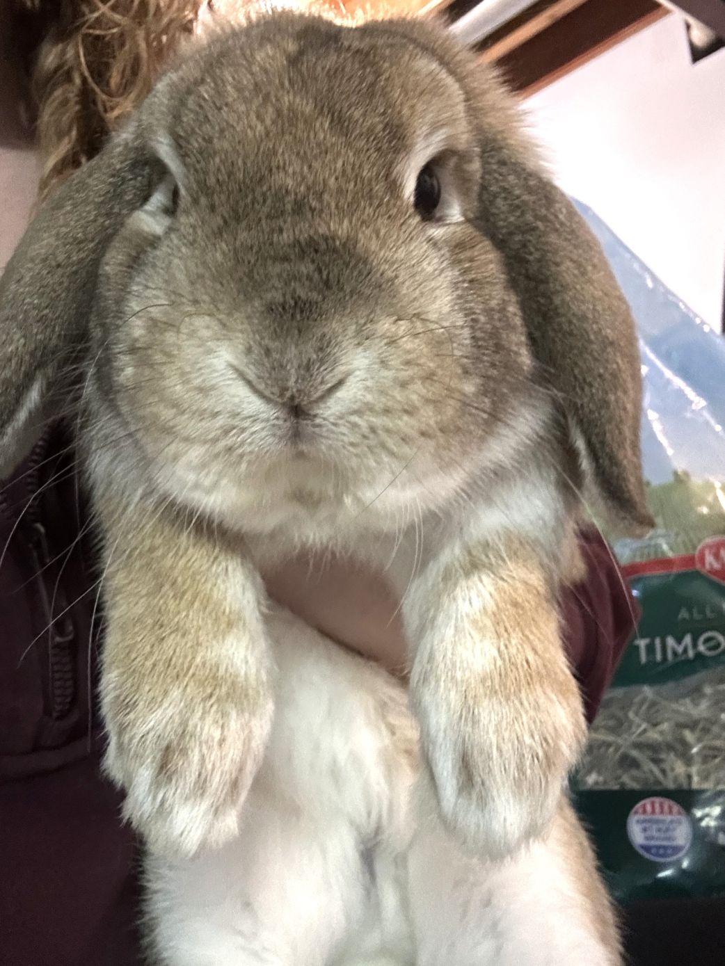 Rabbit for adoption - Brownie, a Bunny Rabbit Mix in Utica, NY | Petfinder