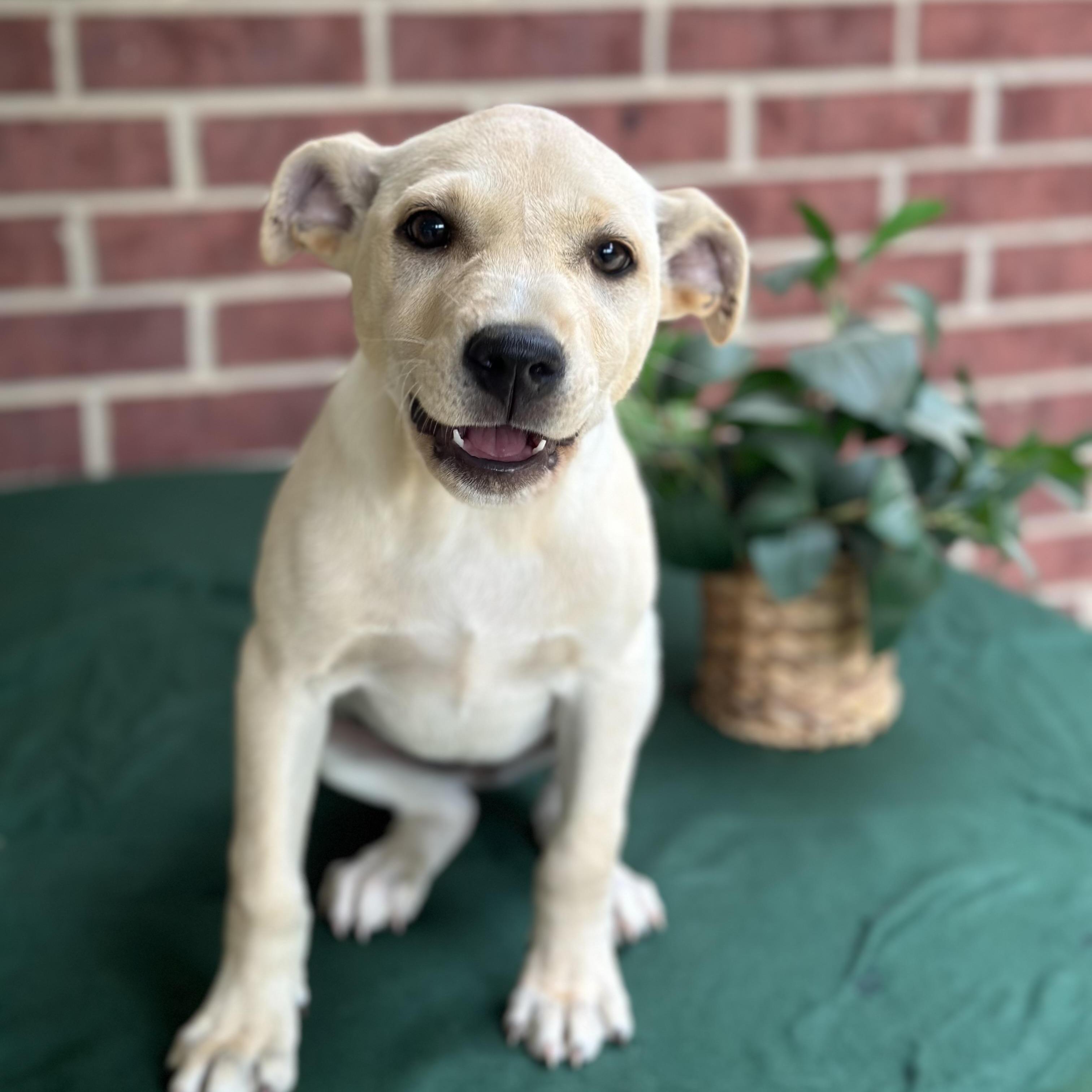 Dog for adoption - Honey ( bob tail), a Labrador Retriever & Australian ...