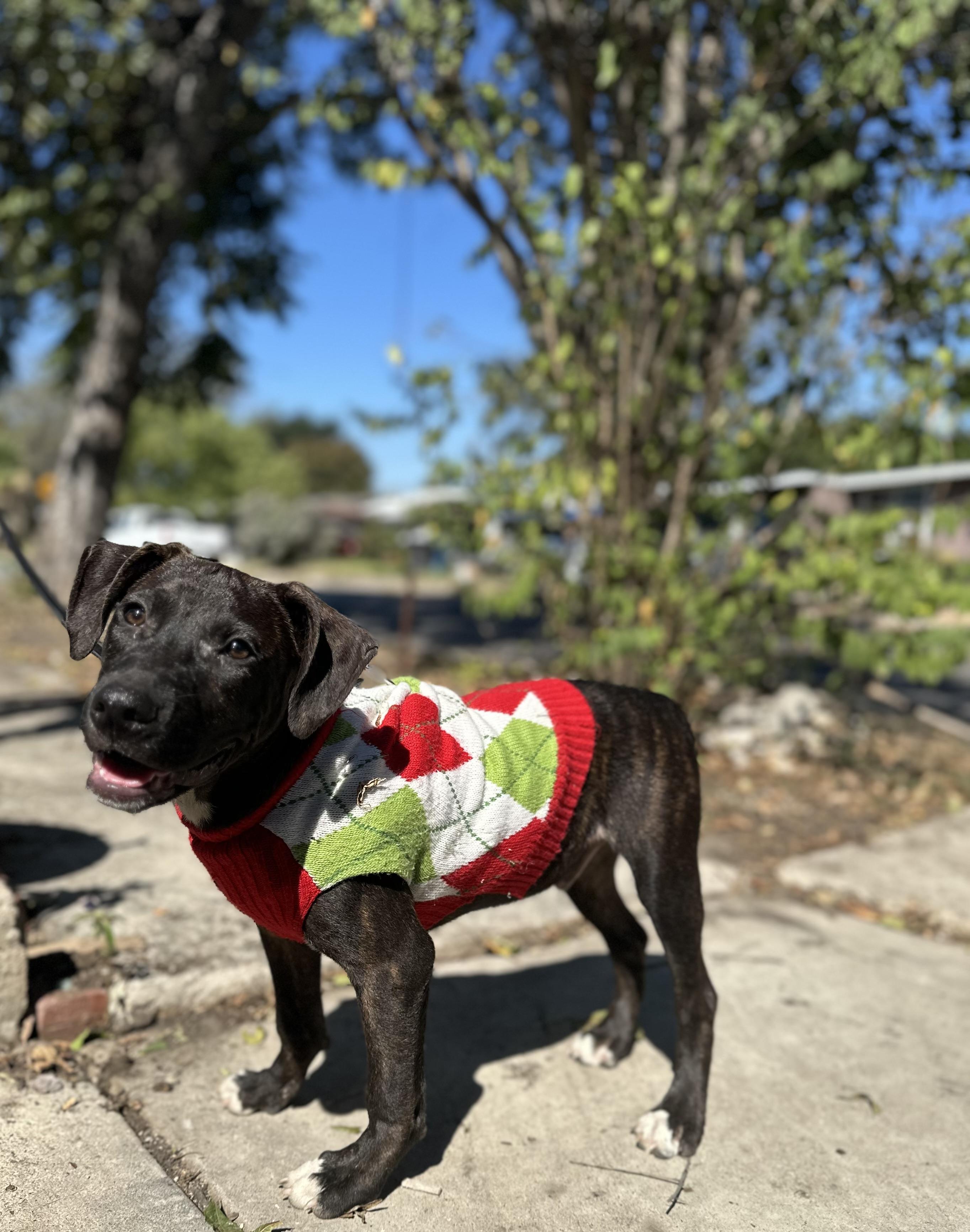 Dog for adoption - Ace, a Labrador Retriever Mix in Branson, MO | Petfinder
