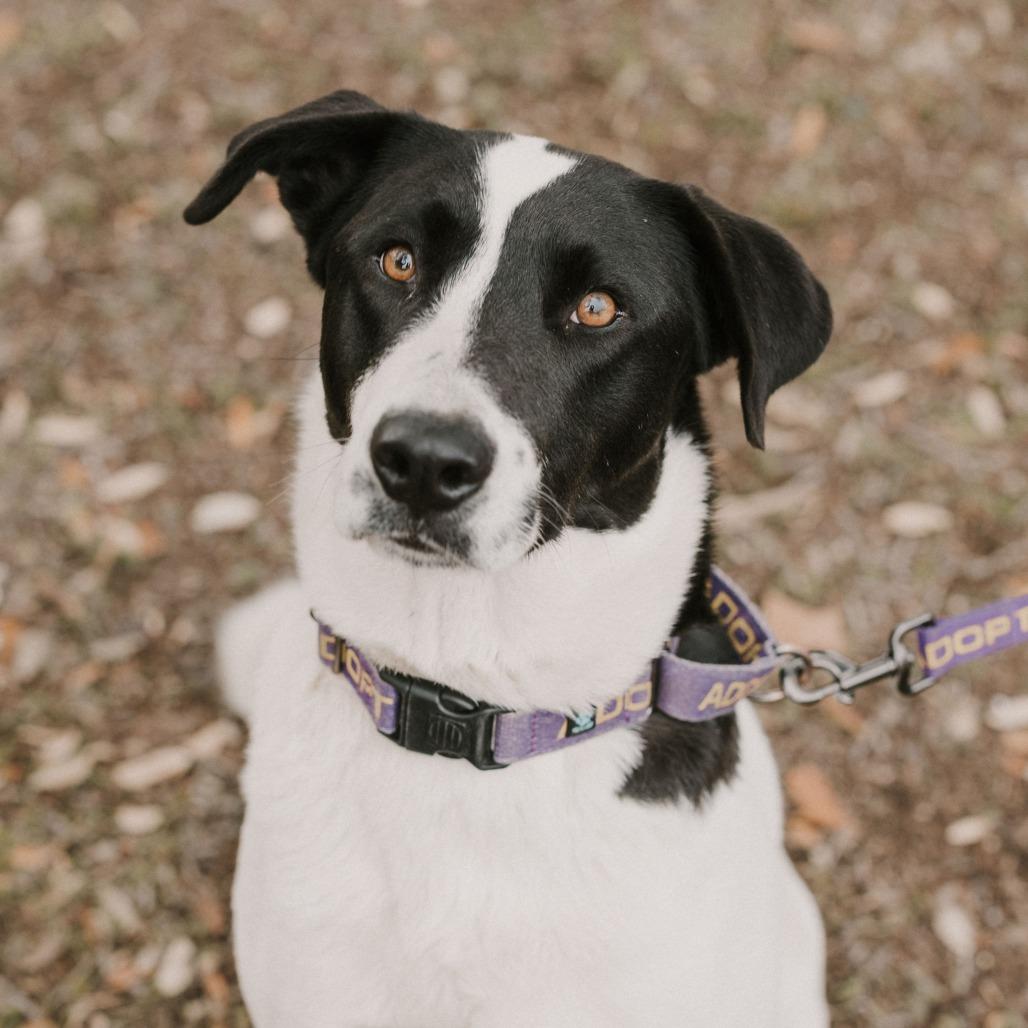 Dog for adoption - Arika AG, a Pointer & Cattle Dog Mix in Blue Springs ...
