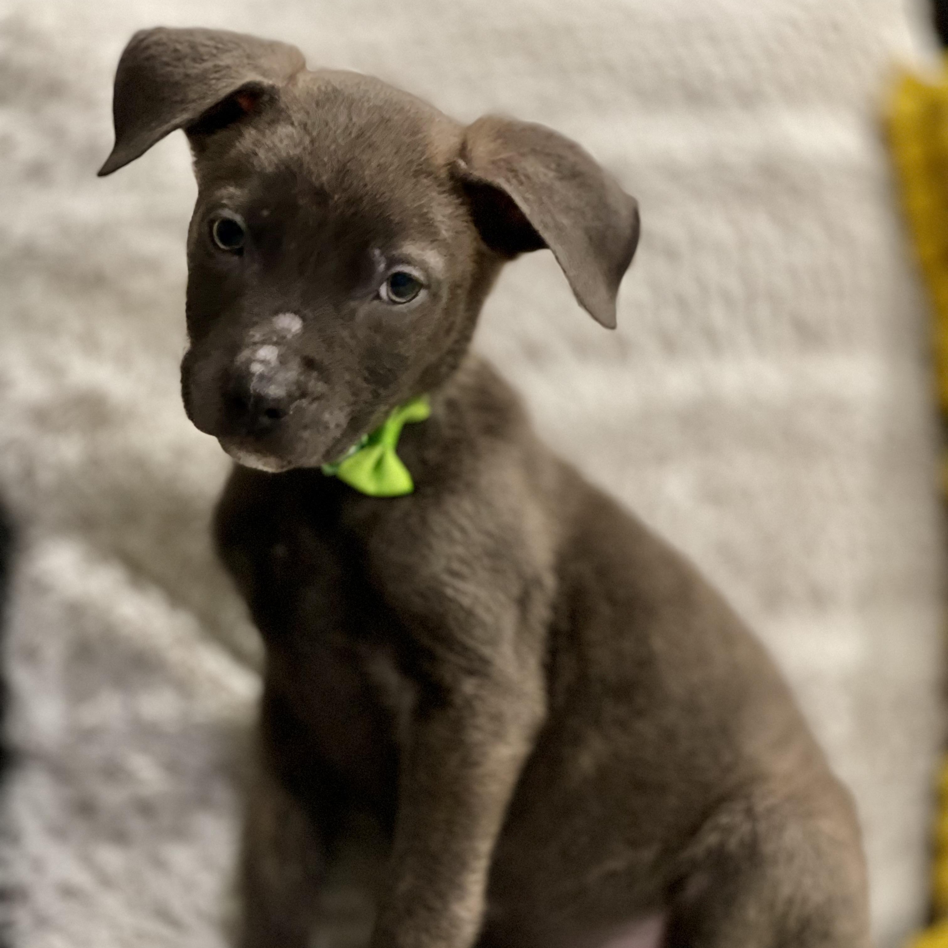 Dog for adoption - Grayson, a Mixed Breed in Springfield, MA | Petfinder