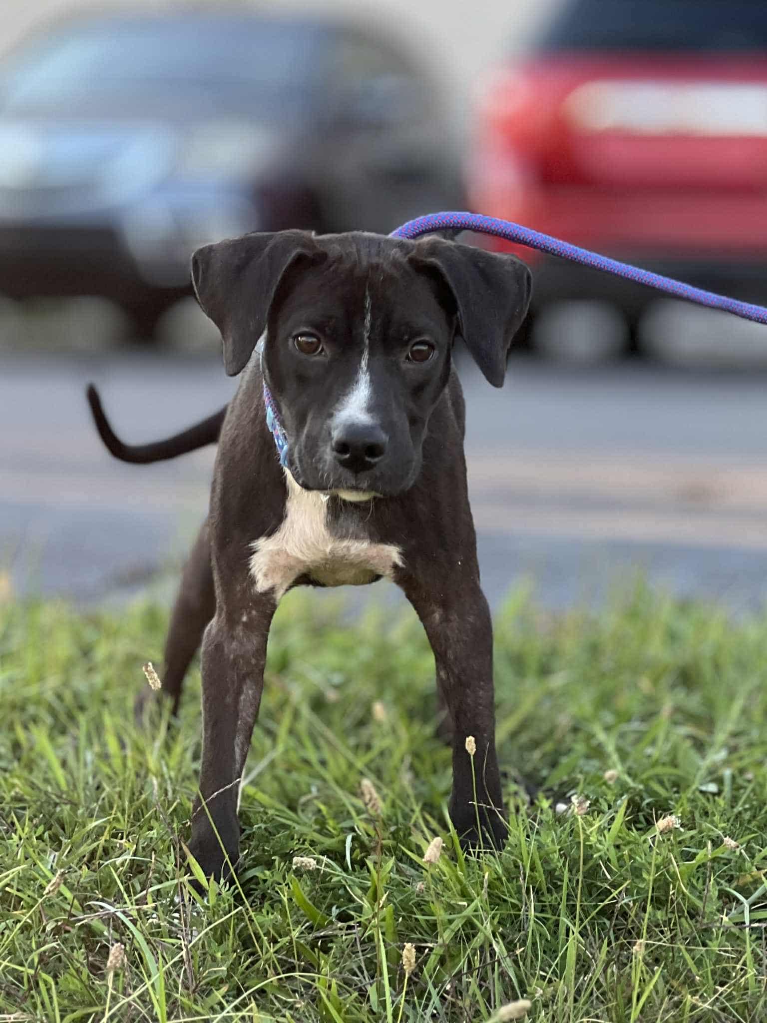 Dog for adoption - Henderson the Bouncy Boxer Mix!, a Boxer & Terrier ...