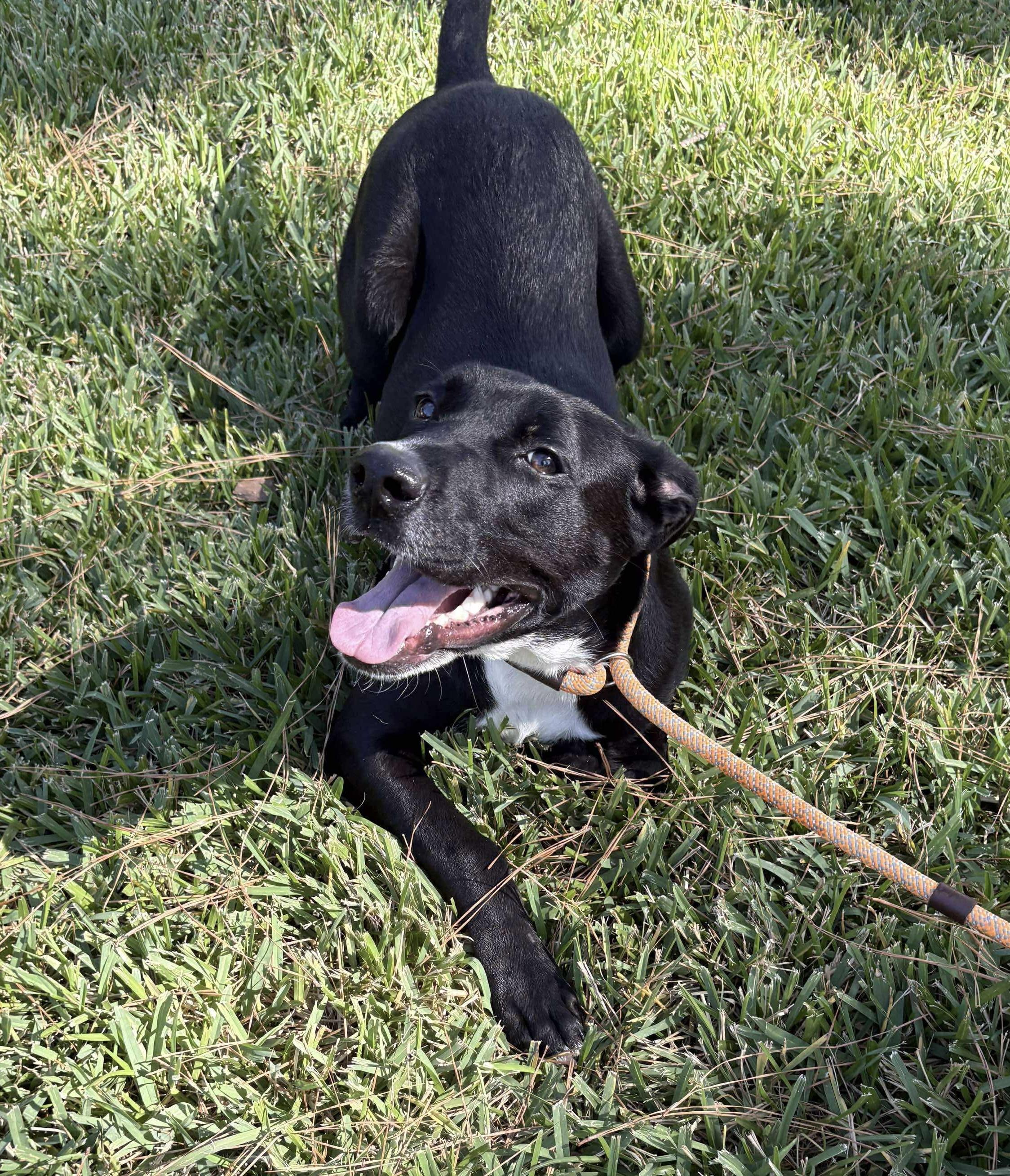 Dog for adoption - Stacy, a Black Labrador Retriever in Humble, TX | Petfinder