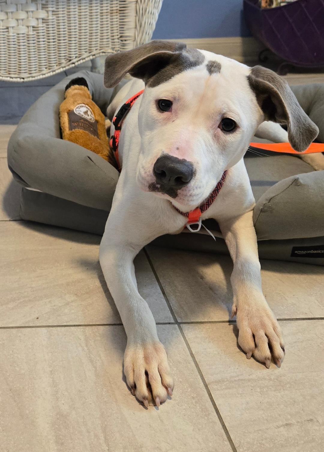 Dog for adoption - Millie, a Cane Corso Mix in Heath, OH | Petfinder