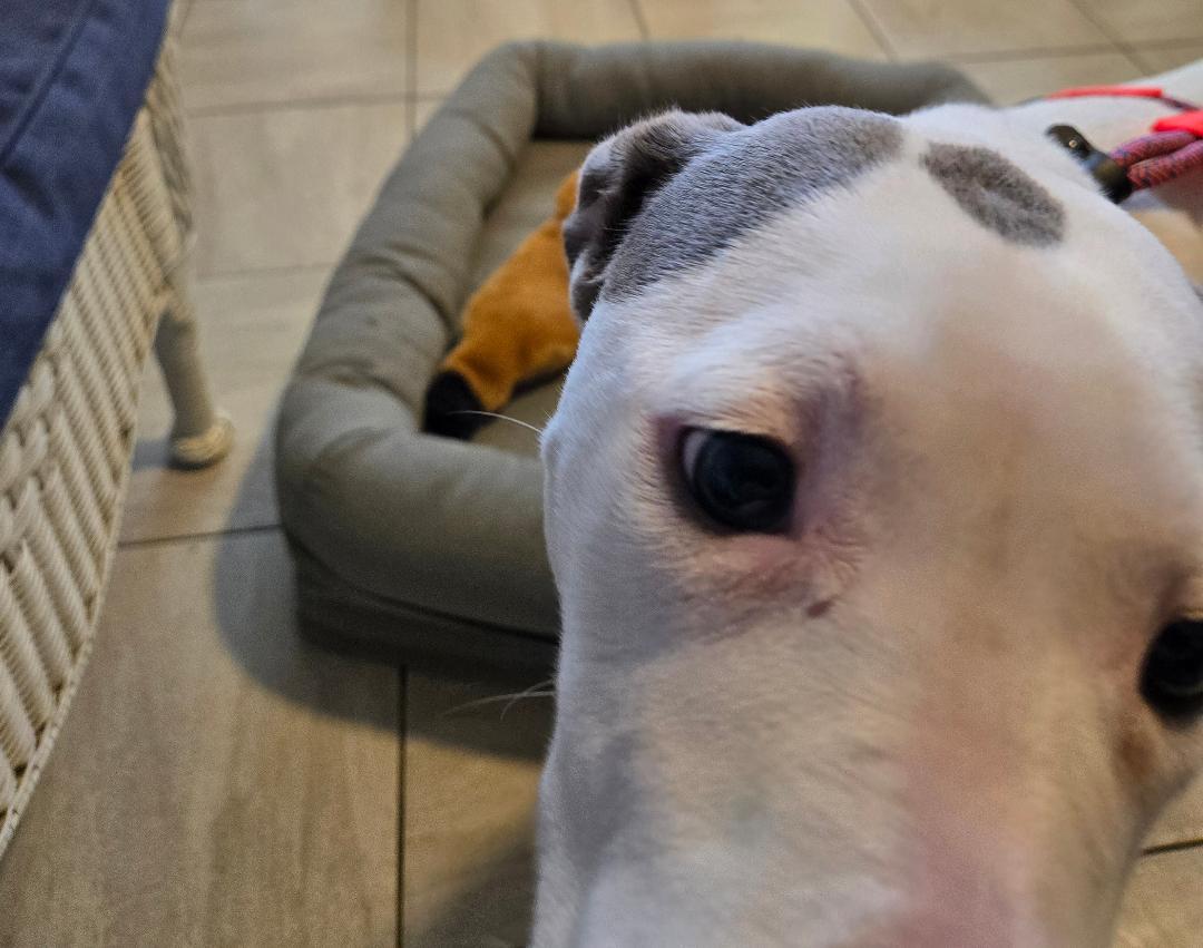 Dog for adoption - Millie, a Cane Corso Mix in Heath, OH | Petfinder