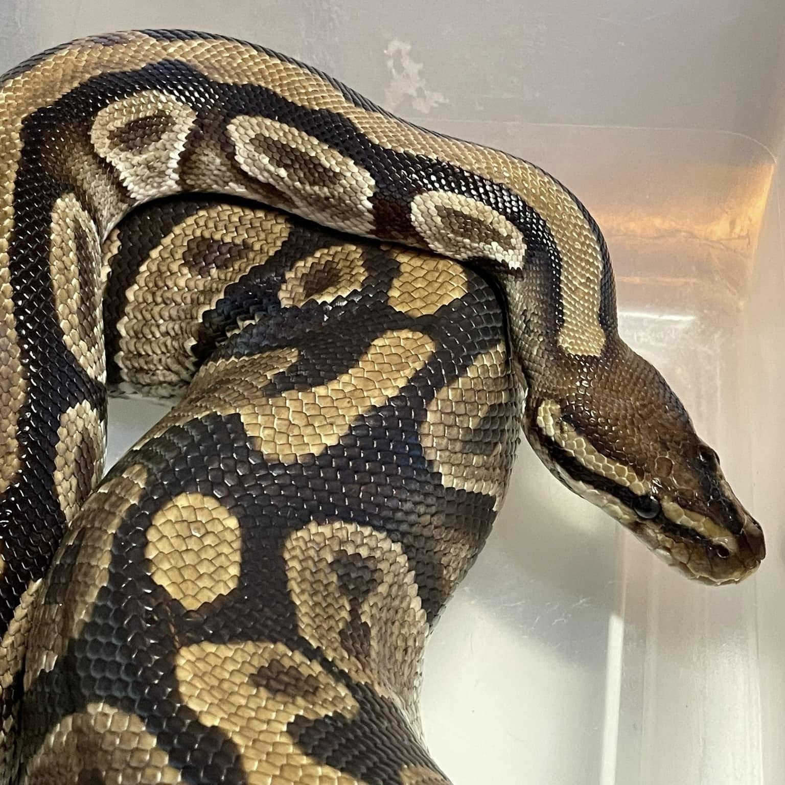 Snake for adoption - Naga, a Ball Python in Durham, NC | Petfinder