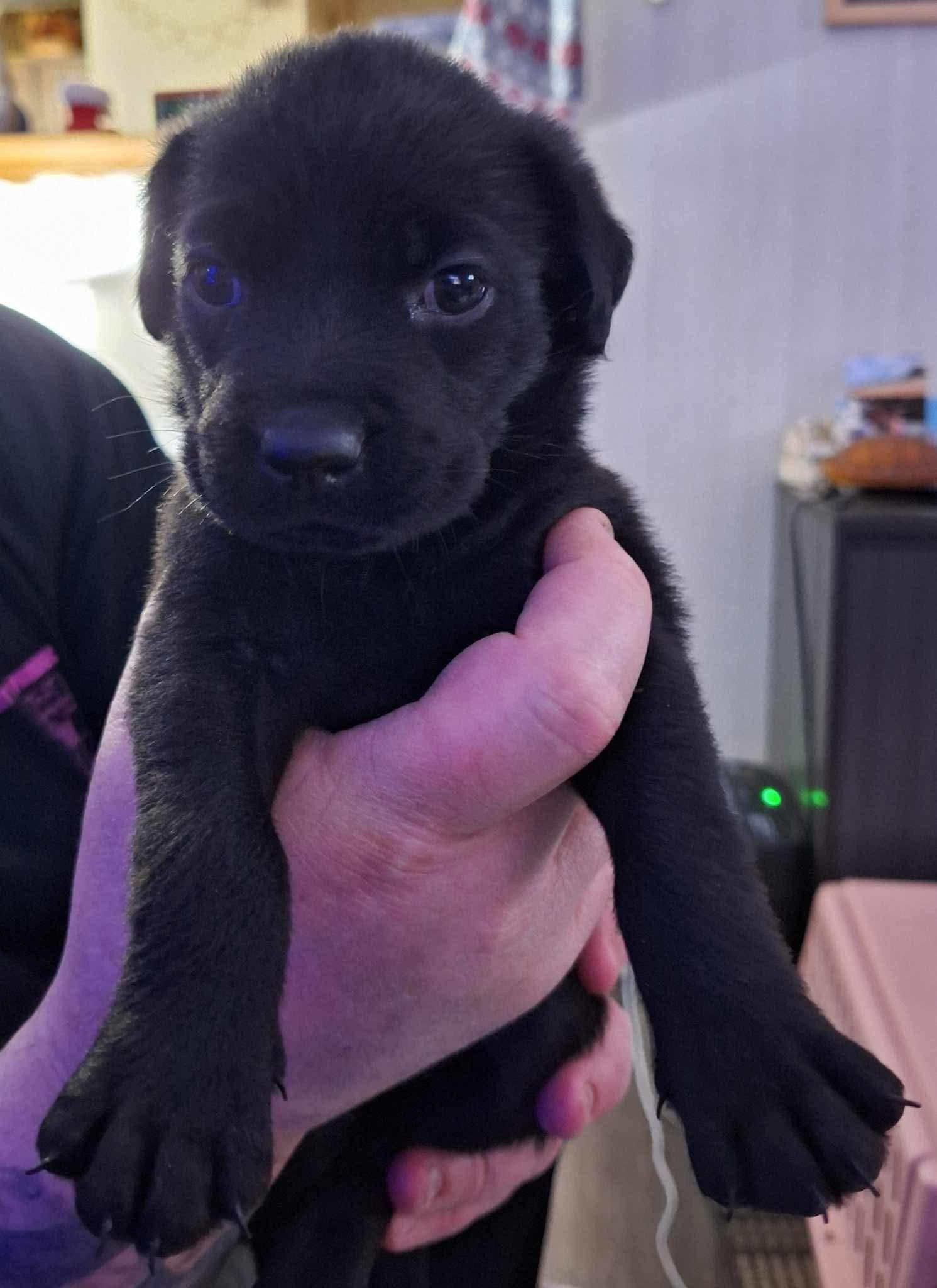 Dog for adoption - Fancy Raven, a Labrador Retriever & Rottweiler Mix in Warrenville, IL | Petfinder