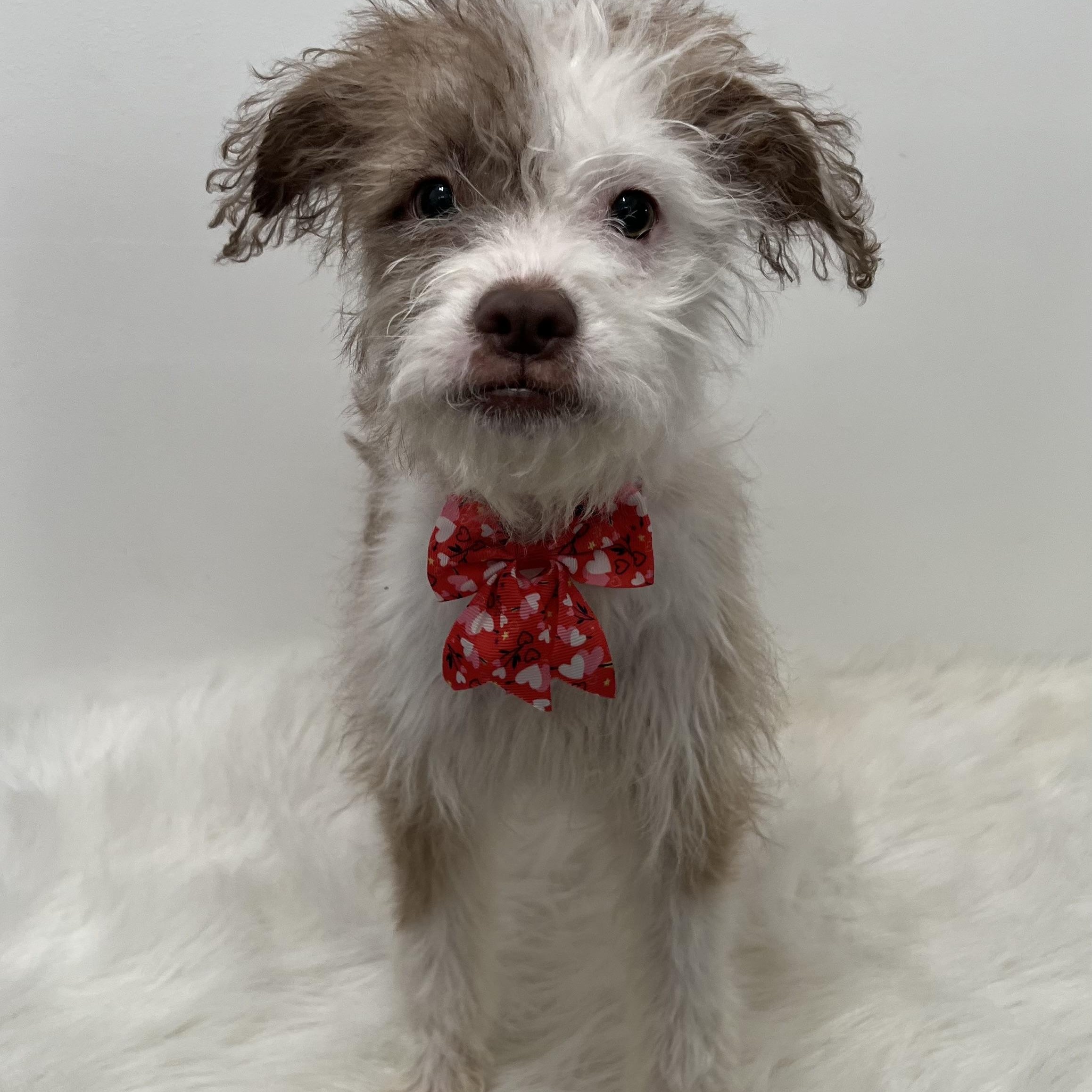 Dog for adoption - Cinnamon Bun, a Border Terrier & Shih poo Mix in ...
