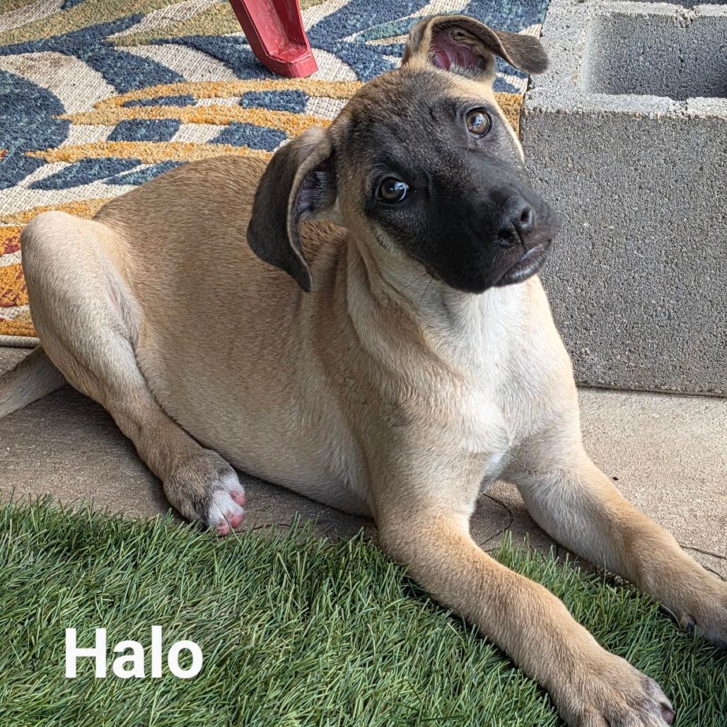 Dog for adoption - Halo DD, a German Shepherd Dog & Bulldog Mix in ...