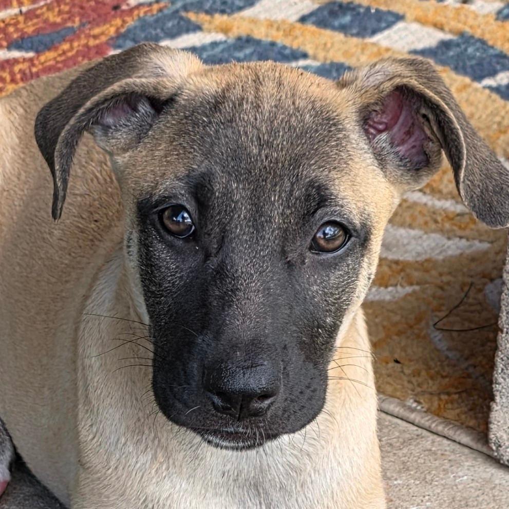 Dog for adoption - Halo DD, a German Shepherd Dog & Bulldog Mix in ...