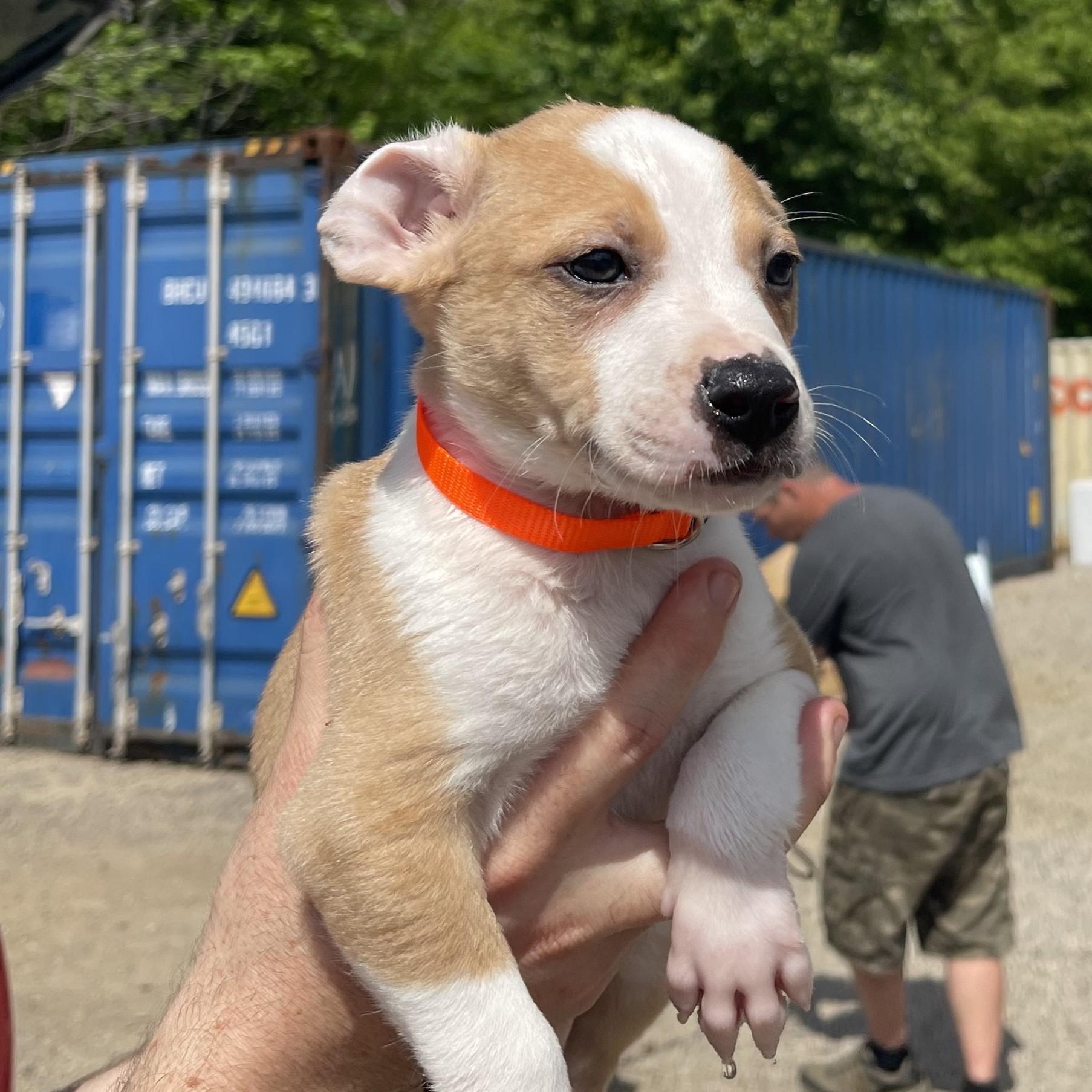 Dog for adoption - 7up, a Pit Bull Terrier Mix in West Chester, PA ...