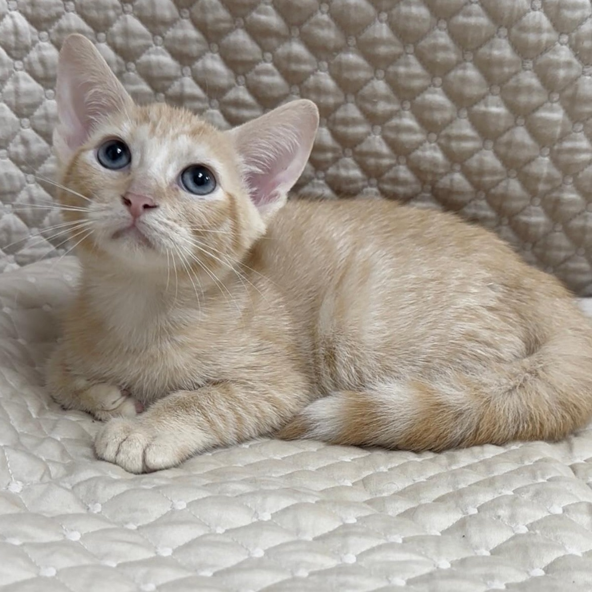 Cat for adoption - Penny, a Domestic Short Hair in Laconia, NH | Petfinder