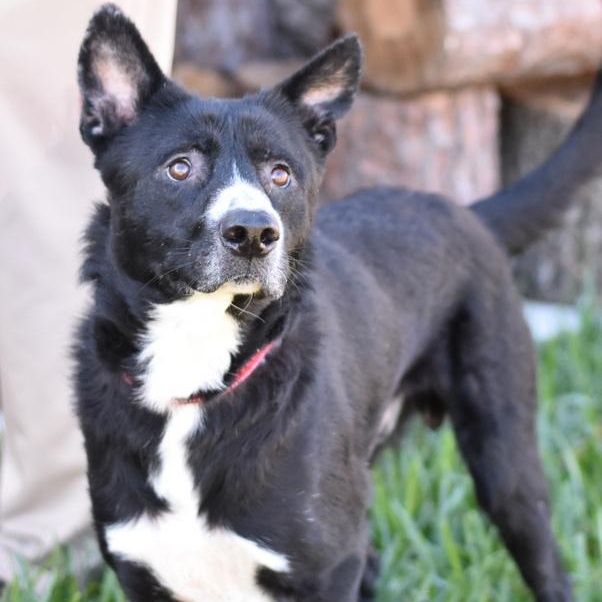 Dog for adoption - Shadow, a Shepherd Mix in Kennewick , WA | Petfinder