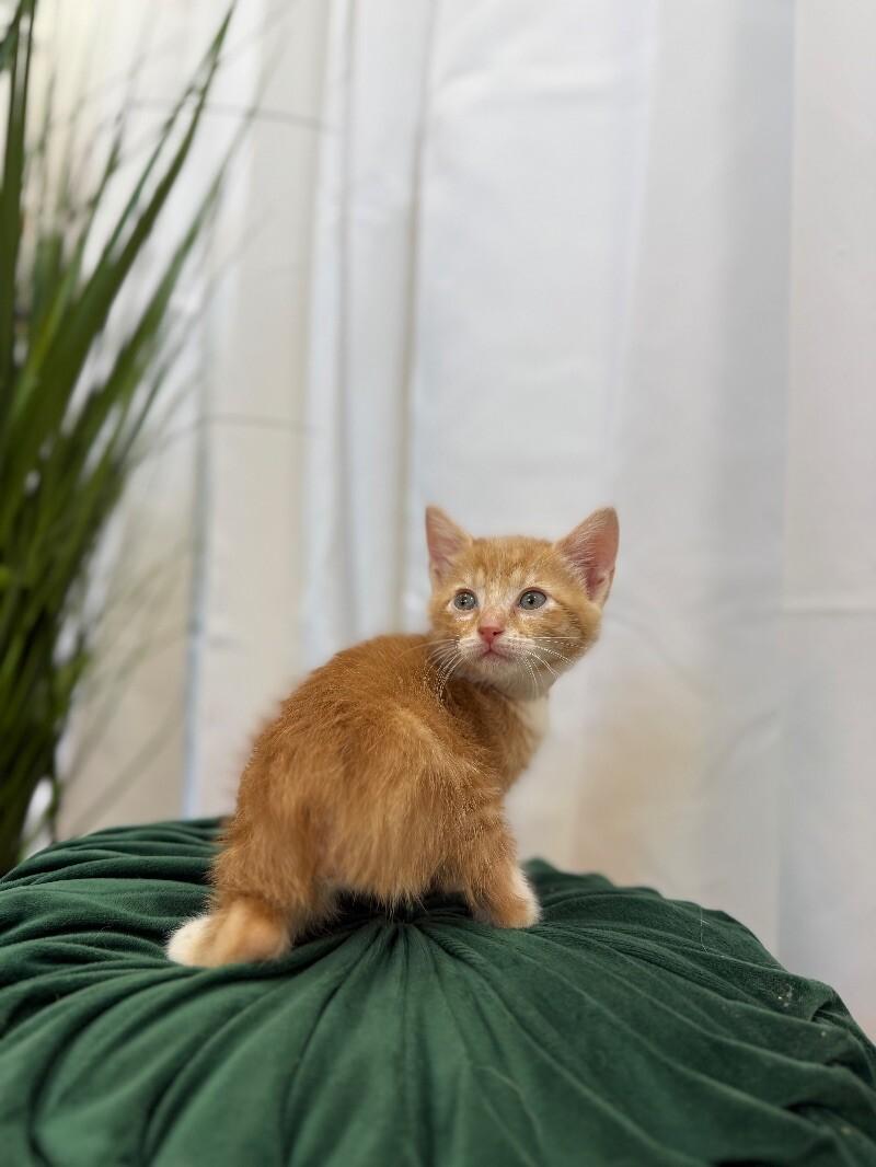 Cat for adoption - Nubby Cutie, a Tabby Mix in Twin Falls, ID | Petfinder