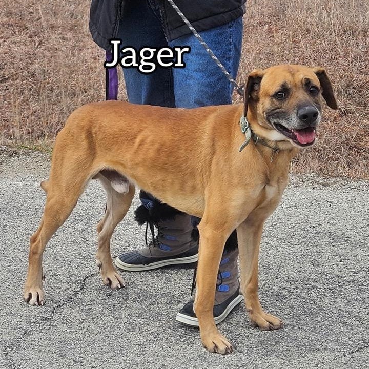 Dog for adoption - Jager, a Boxer Mix in Hollister, MO | Petfinder