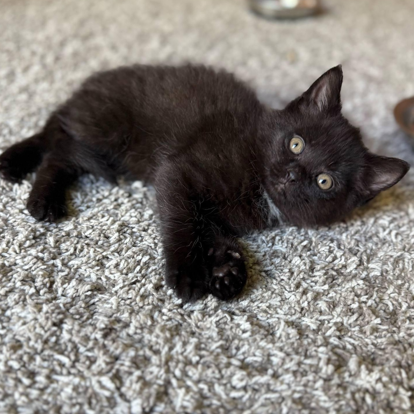 Cat for adoption - Suzie, a Domestic Short Hair in LEETONIA, OH | Petfinder