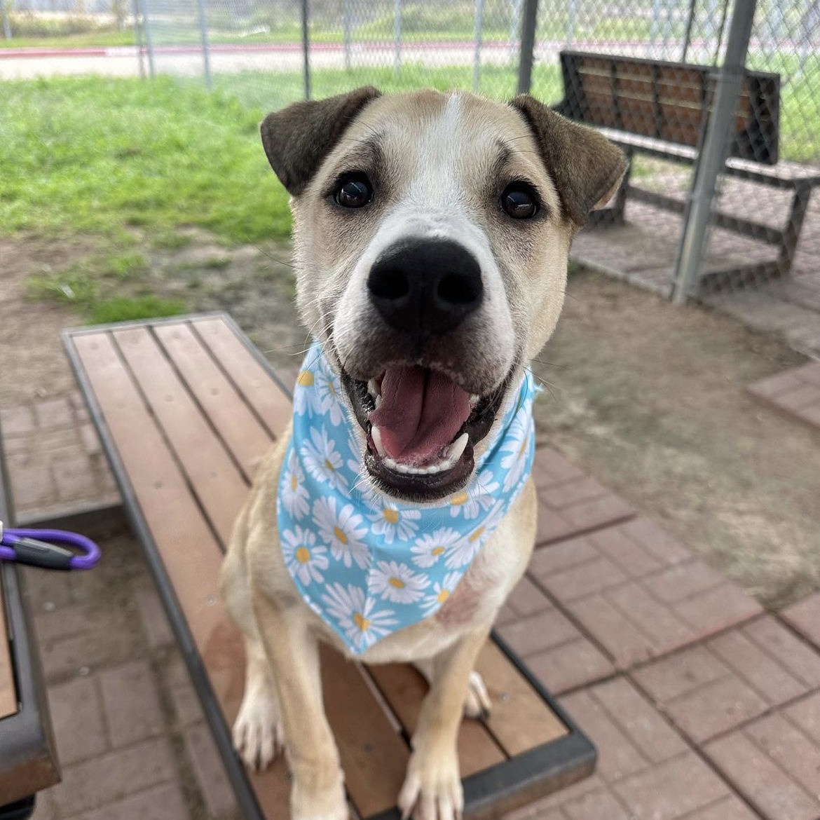 Dog for adoption - Sojo, a Shar-Pei & Labrador Retriever Mix in Inver ...