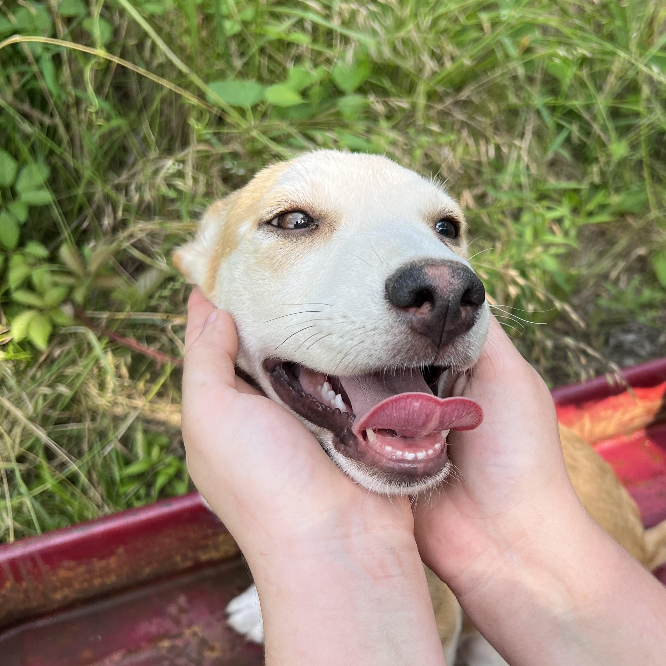 Dog for adoption - Scotty, a Labrador Retriever & Dutch Shepherd Mix in ...