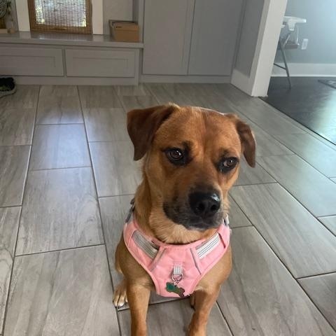 Dog for adoption - Maize, a Mixed Breed in Aurora, CO | Petfinder