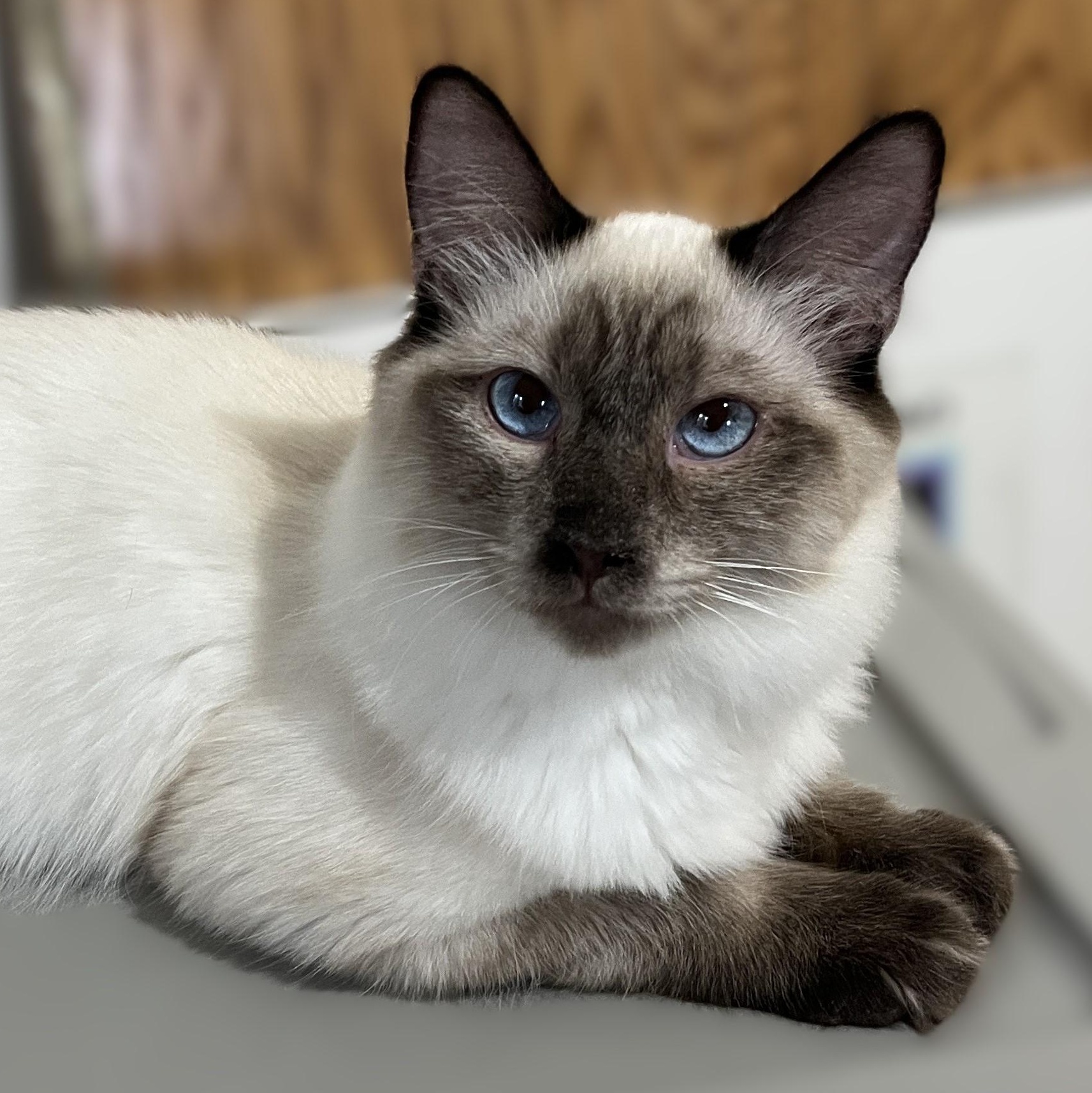 Cat for adoption - Cimarron, a Siamese Mix in Shingletown, CA | Petfinder