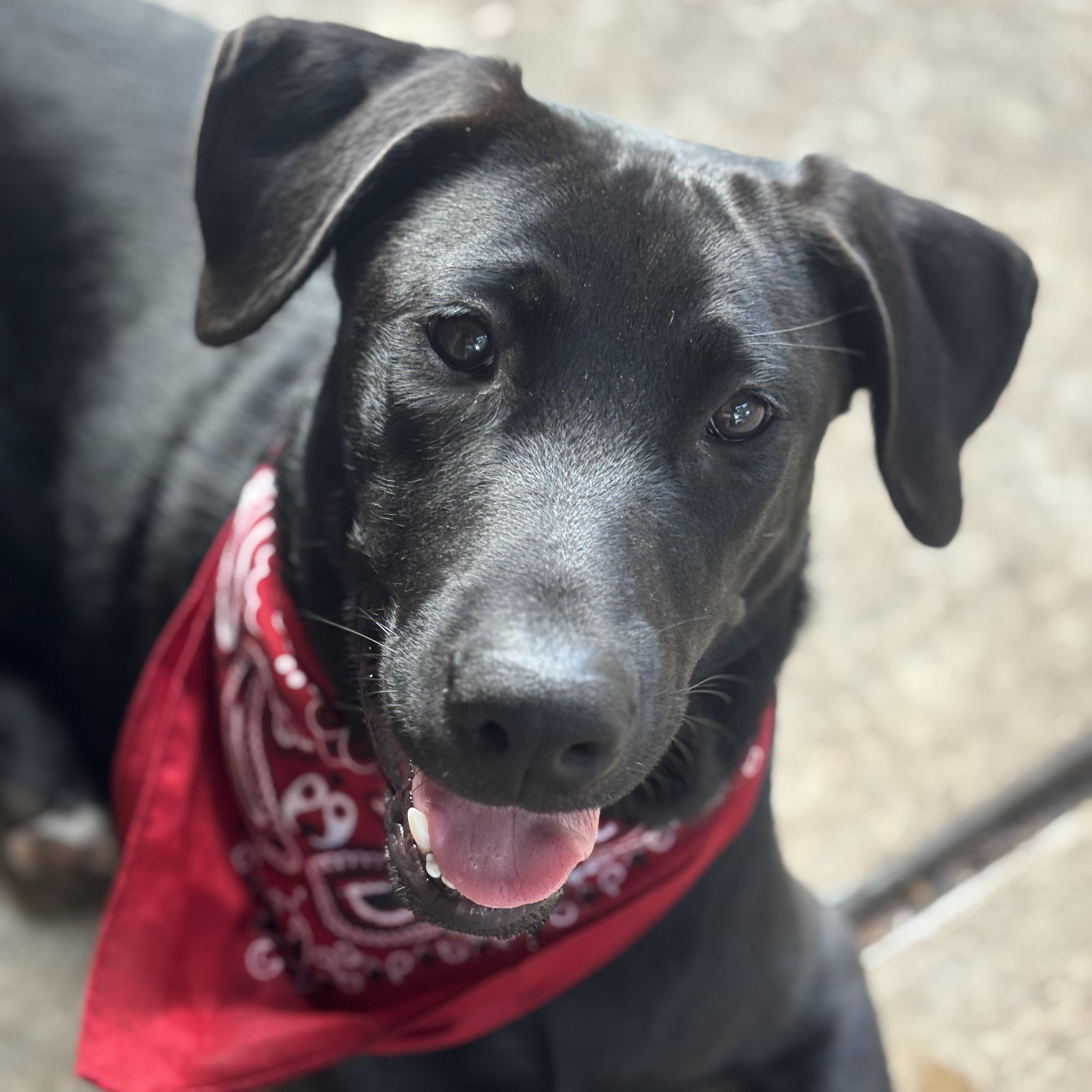 Dog for adoption - Rolo, a Labrador Retriever Mix in Houston, TX ...