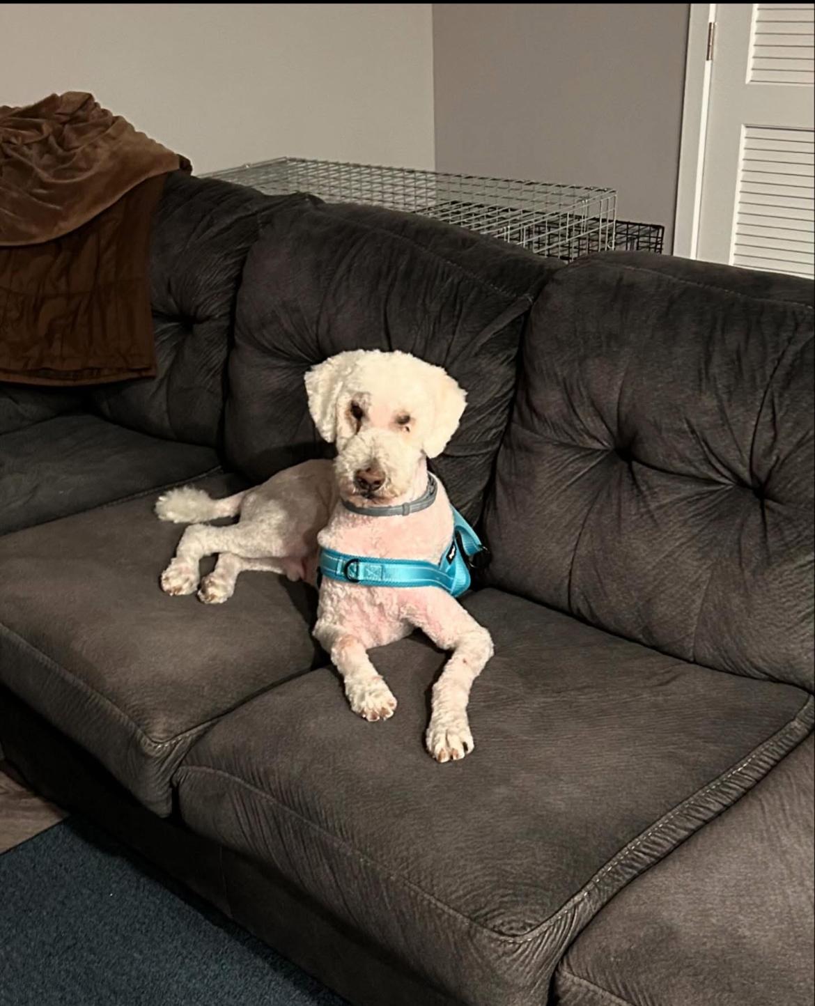 Dog for adoption - Alex, a Poodle in Philadelphia, PA | Petfinder