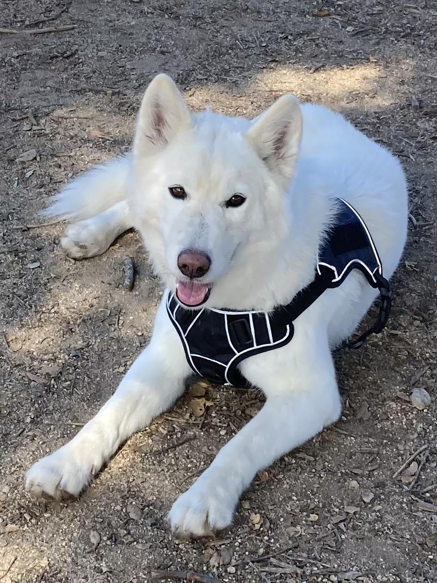 Dog for adoption - Aspen, a Siberian Husky in Menifee, CA | Petfinder