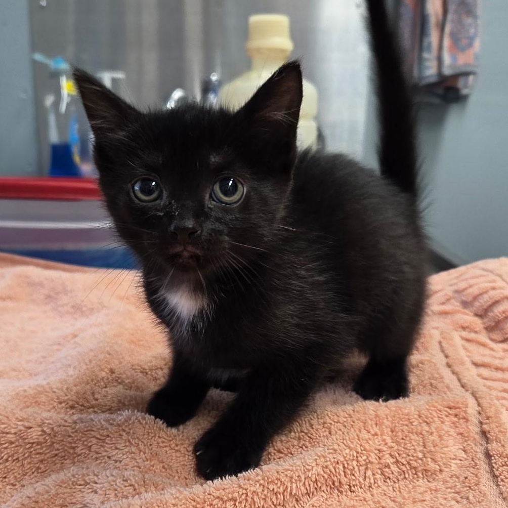 Available Cats for Adoption | Scruffy Paws Animal Rescue RI